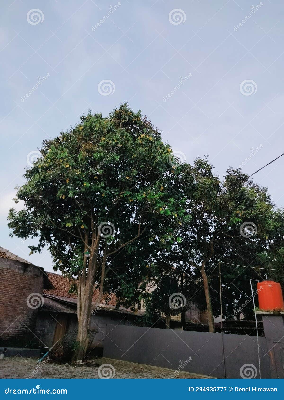 A Large Tree in the Front Yard of the House. Stock Image - Image of ...