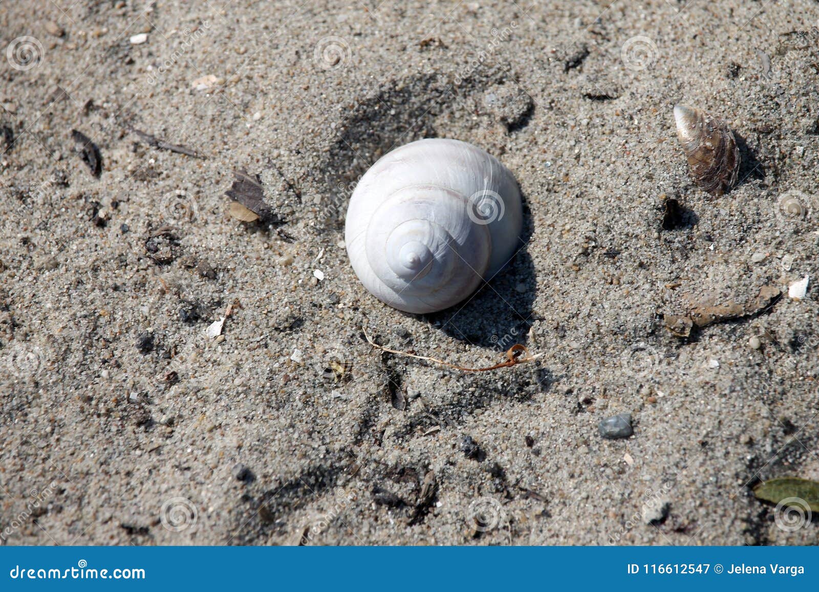 Snail stock image. Image of color, collection, side - 116612547