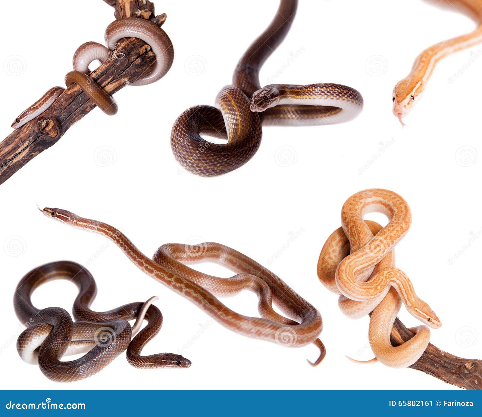 457 Set Snakes Stock Photos - Free & Royalty-Free Stock Photos from ...