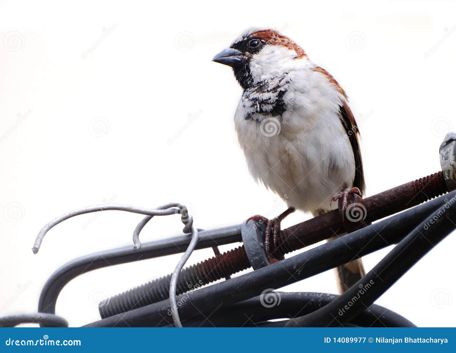 House Sparrow stock image. Image of face, closeup, grey - 14089977