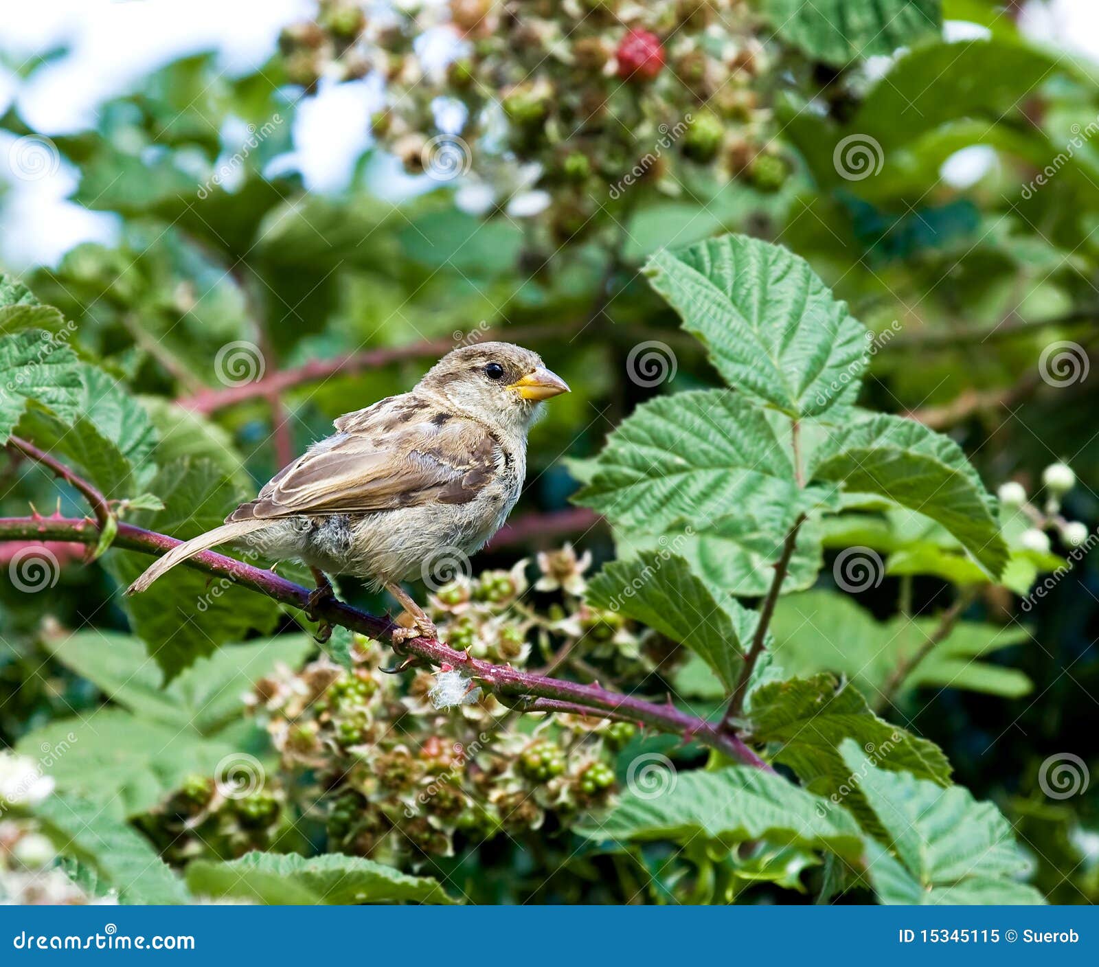 House Sparrow stock image. Image of bird, brown, domesticus - 15345115