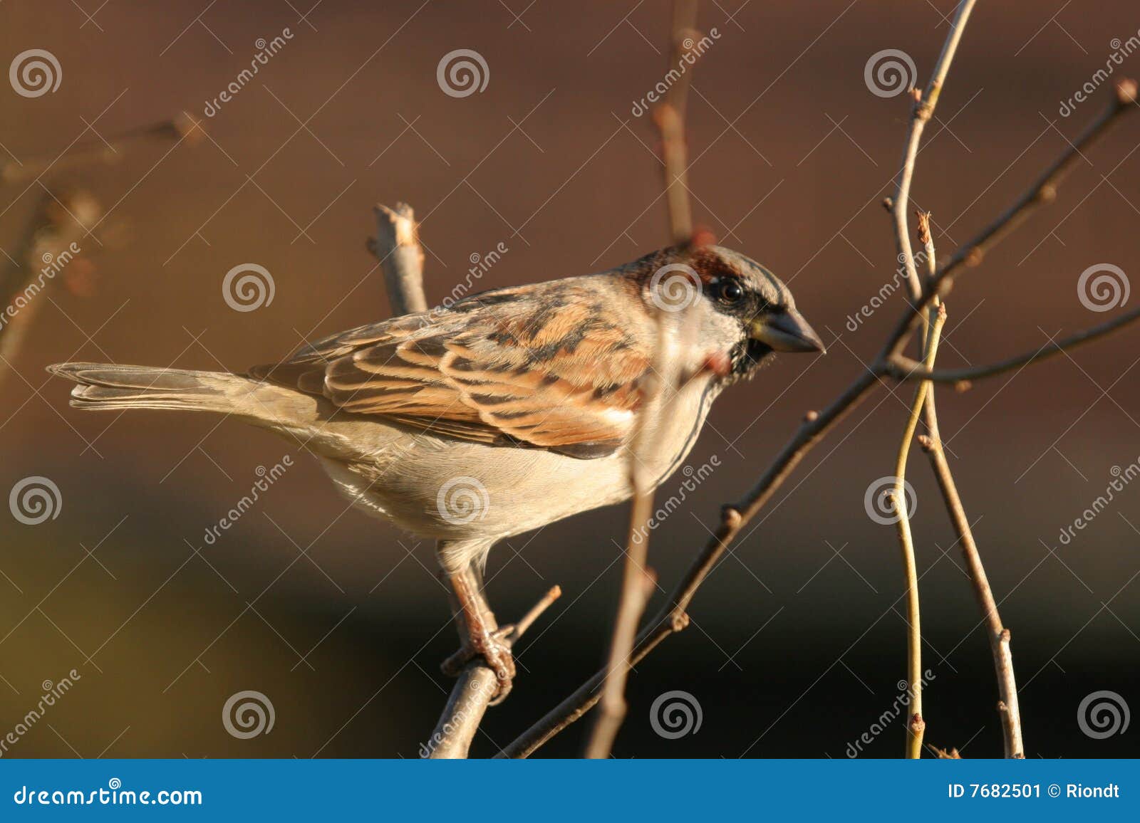 House sparrow stock image. Image of fall, sparrow, branch - 7682501