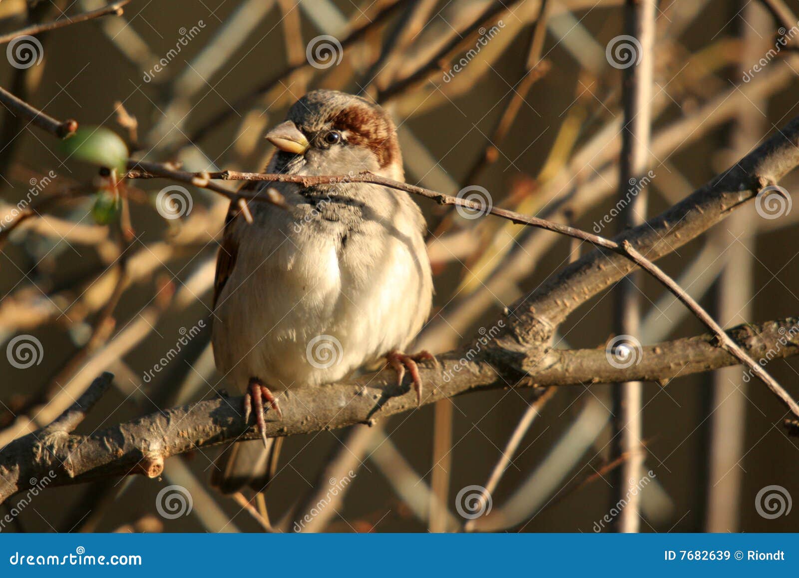 House sparrow stock image. Image of animal, sparrow, fall - 7682639