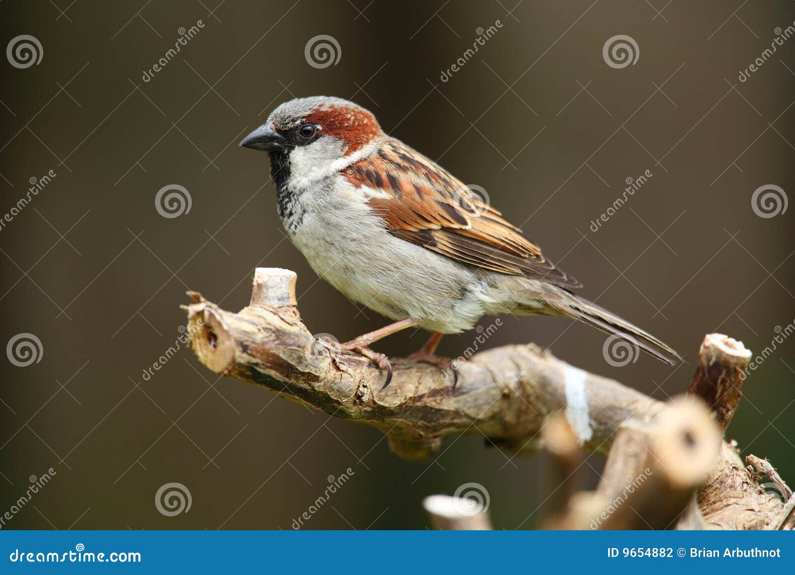 House Sparrow In A Flowering Crabapple Tree Royalty-Free Stock Image ...