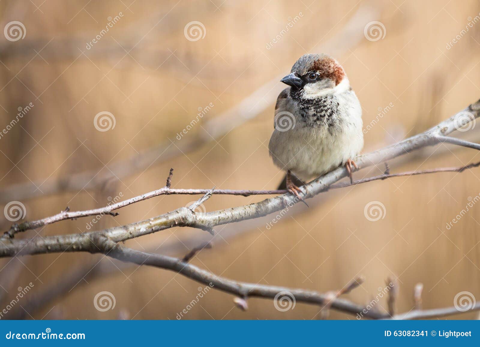 House Sparrow stock image. Image of environment, invasive - 63082341
