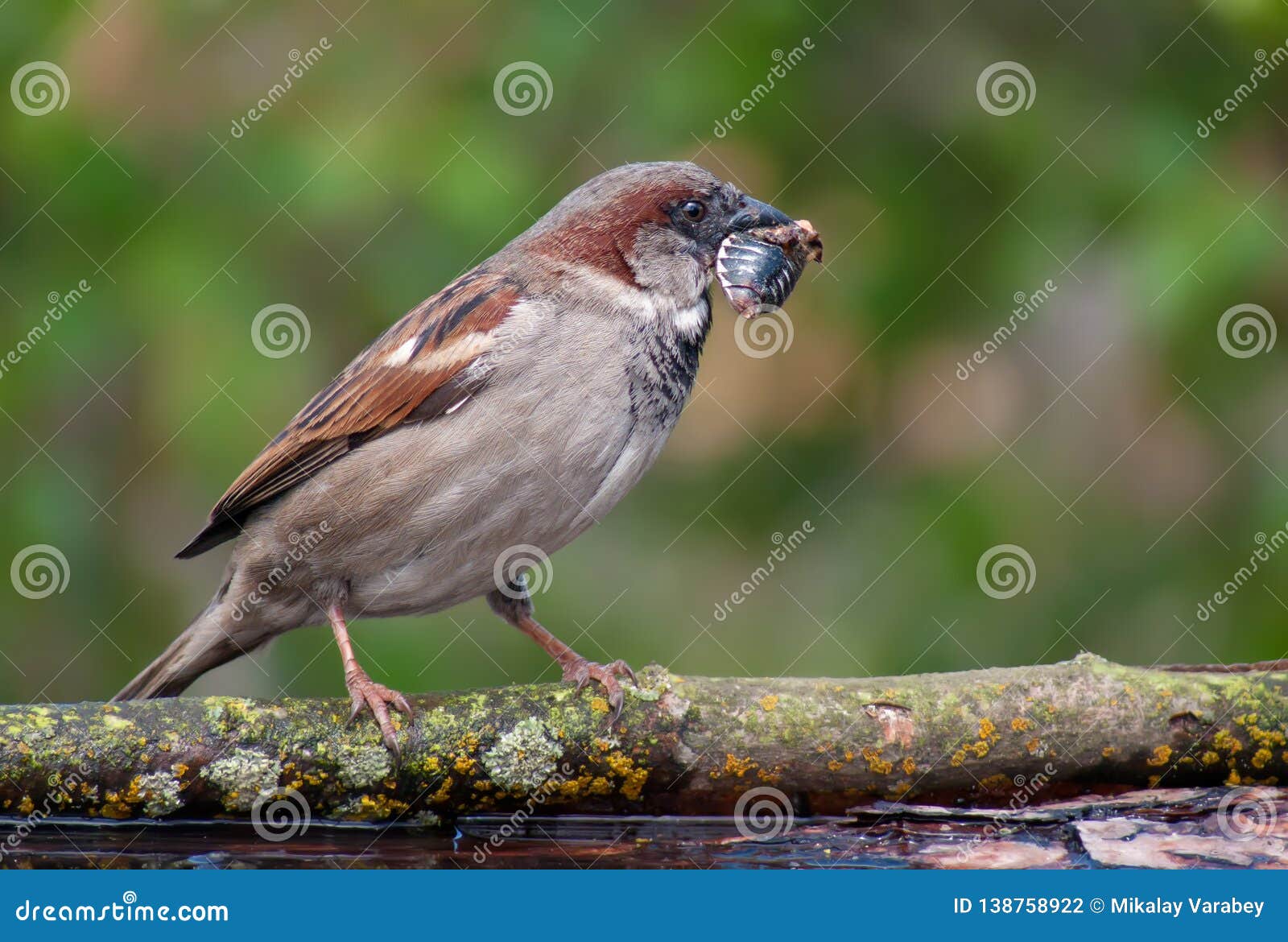 House Sparrow Holds a Bug in Beak Stock Photo - Image of catching ...