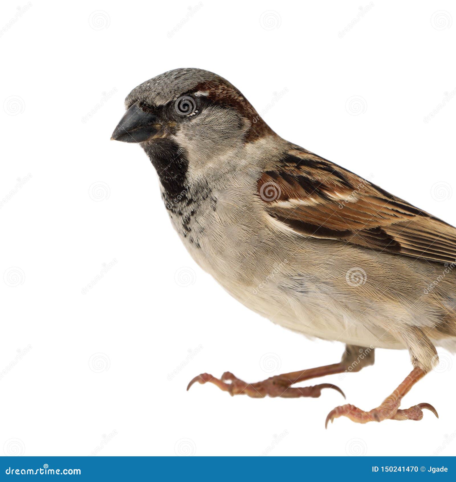 House sparrow close up stock photo. Image of passer - 150241470