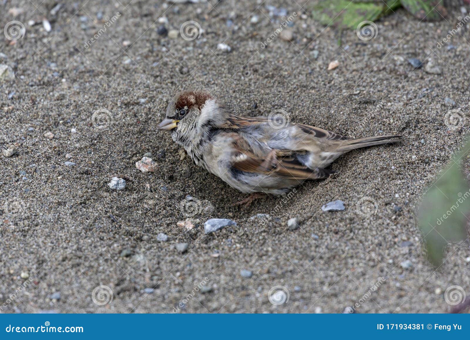 House sparrow dust bathing stock image. Image of birds - 171934381