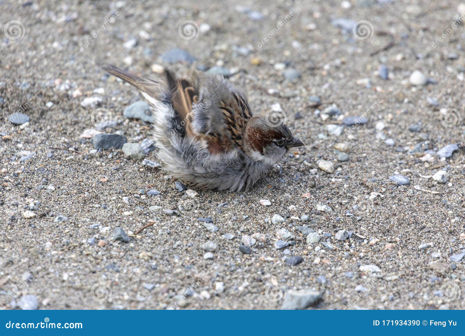 House sparrow dust bathing stock photo. Image of vancouver - 171934390