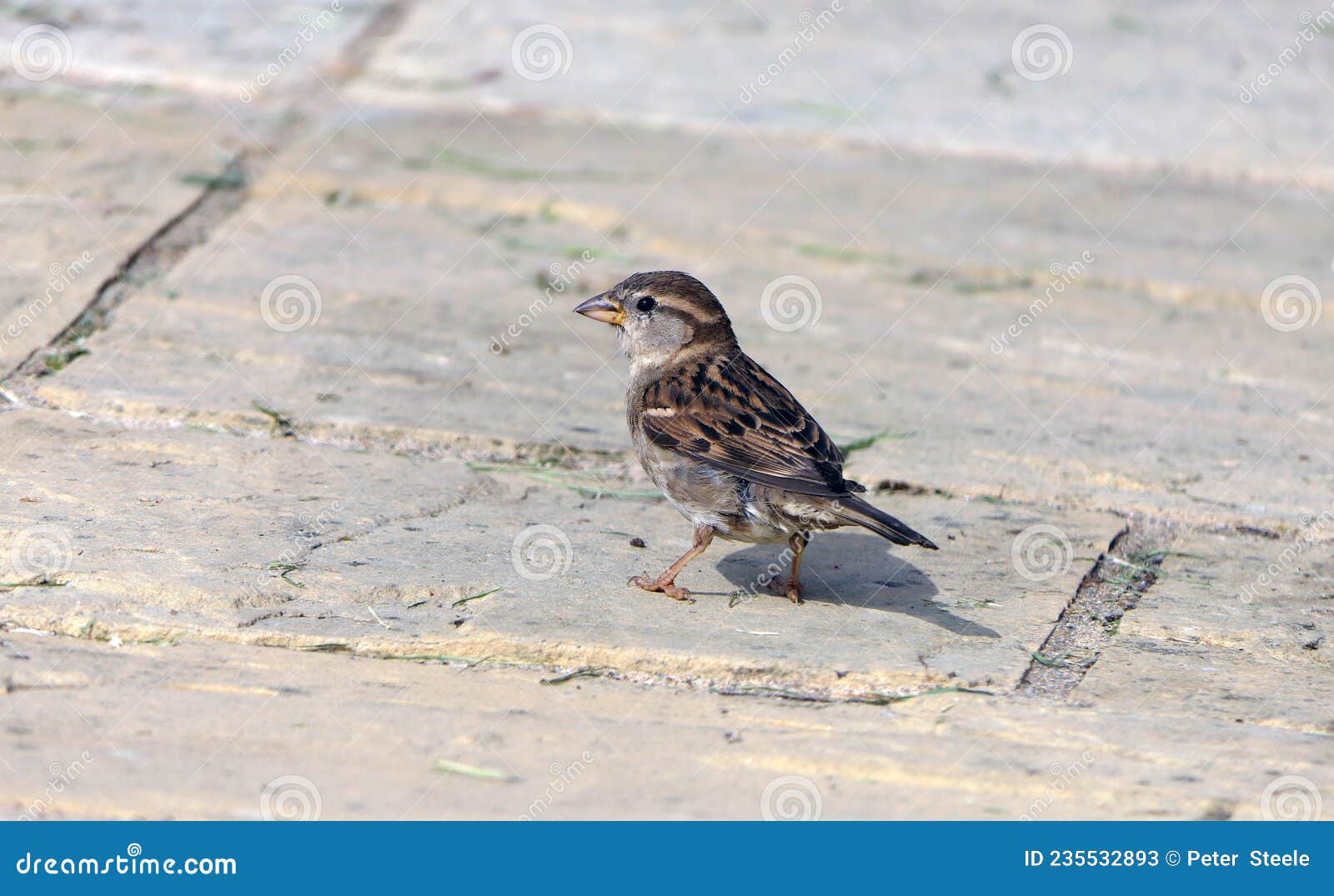 House Sparrow Eating from a Coconut Suet Shell from the Ground Stock ...