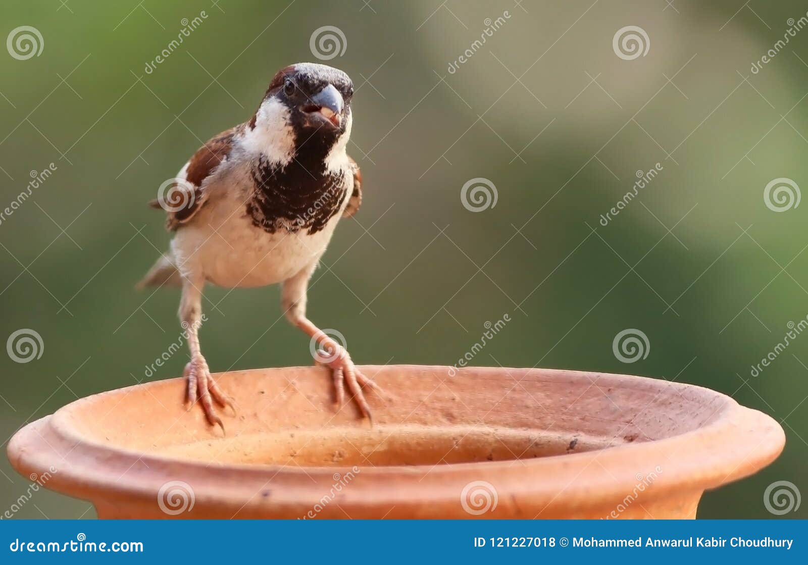 House sparrow feeding stock photo. Image of bool, animal - 121227018