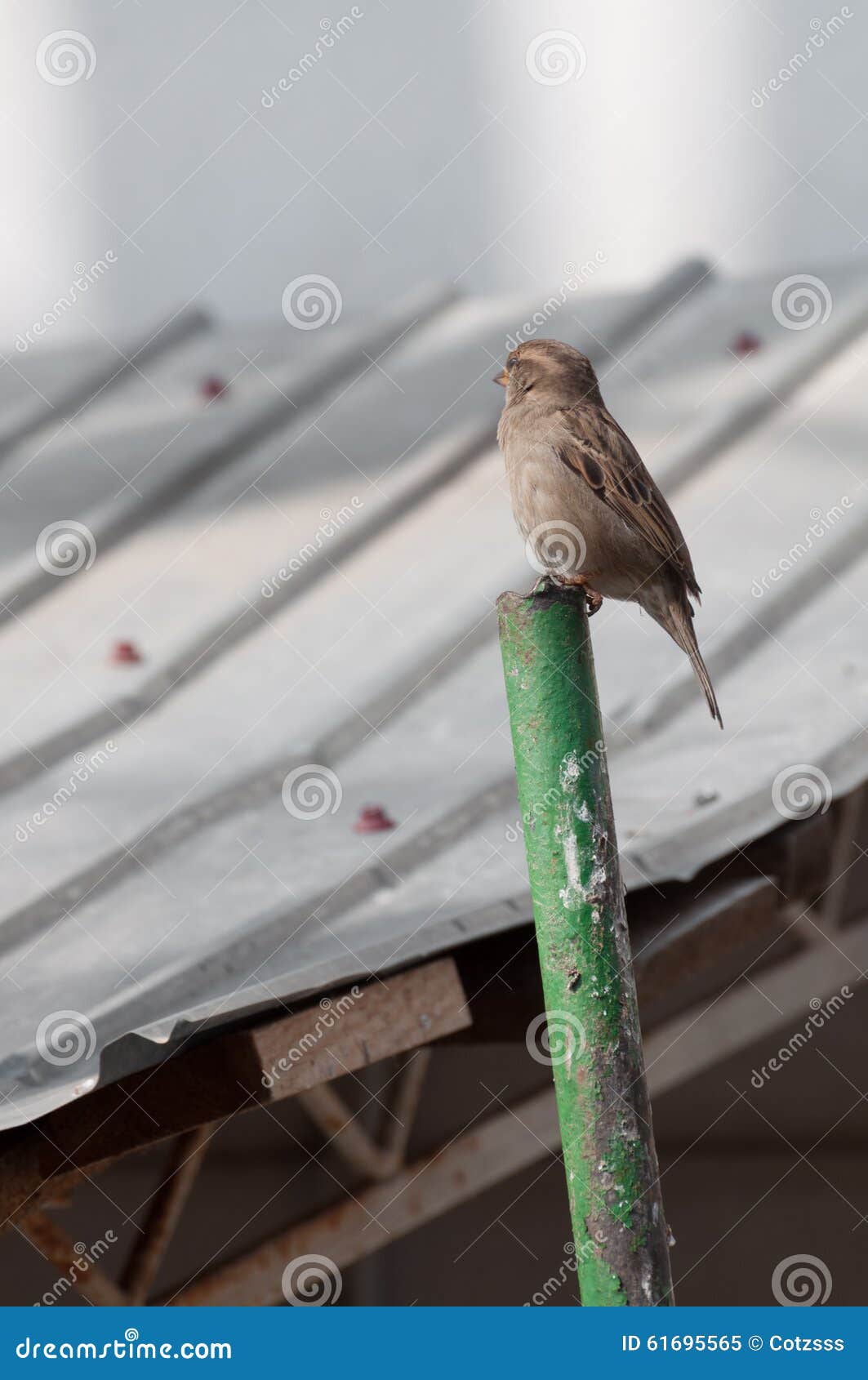 House Sparrow Female Looking Back on Top of a Bar Stock Image - Image ...