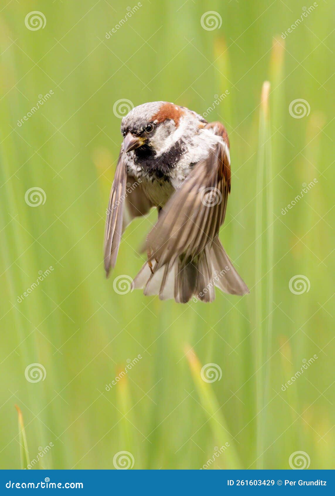 House sparrow in flight stock image. Image of passer - 261603429