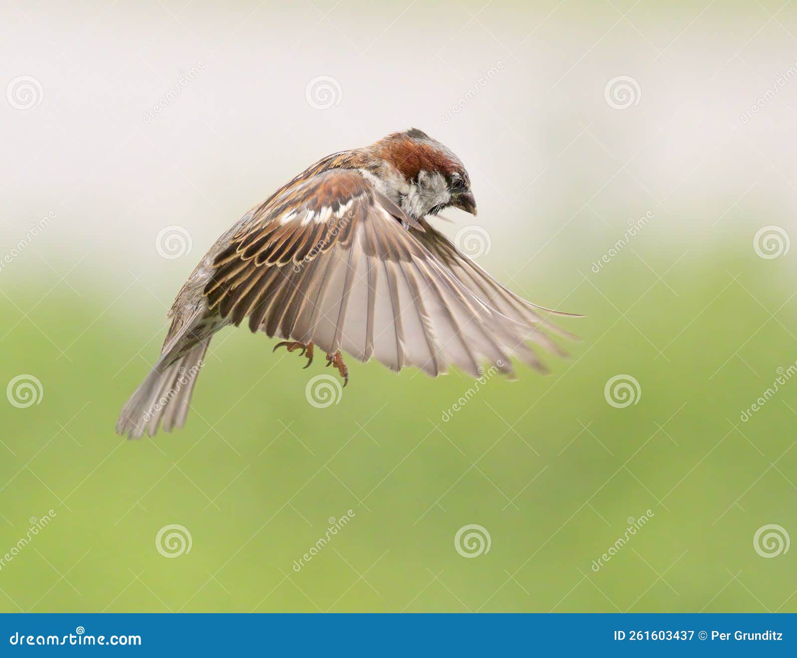 Sparrow In Flight Little Brown Bird Stock Image | CartoonDealer.com ...