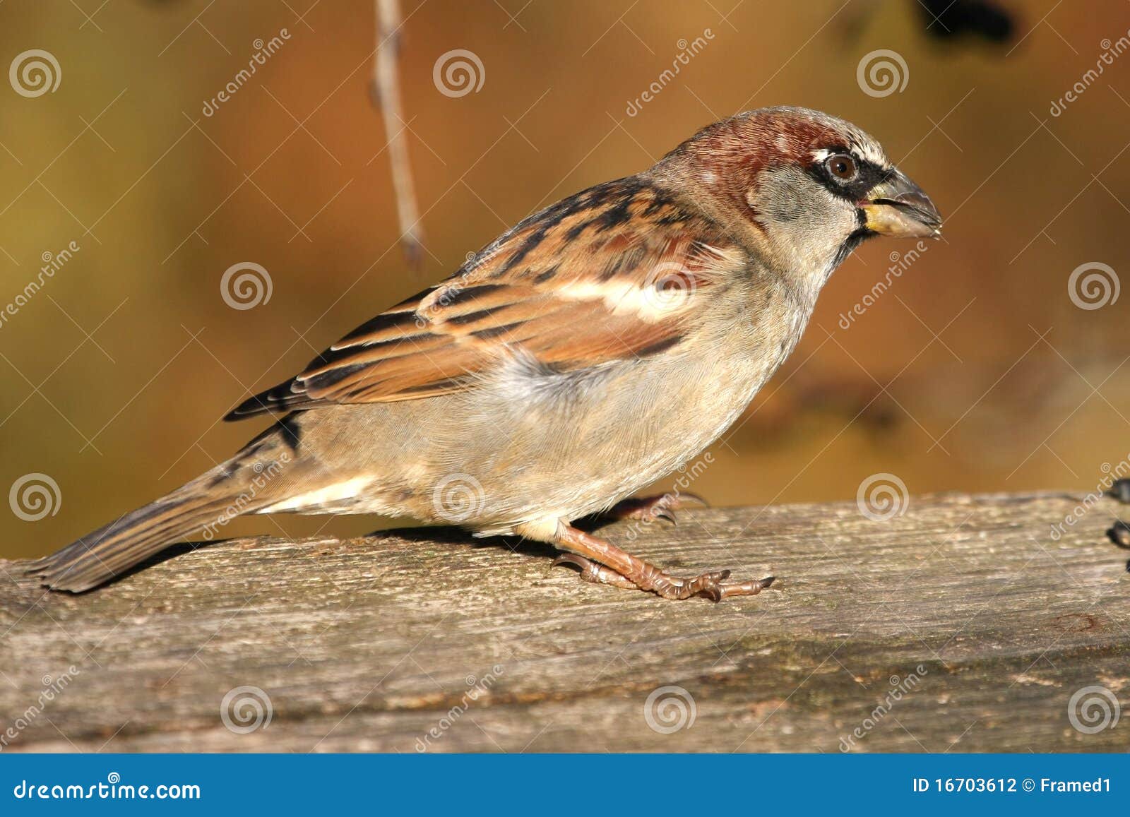 House Sparrow male stock photo. Image of perched, blue - 16703612