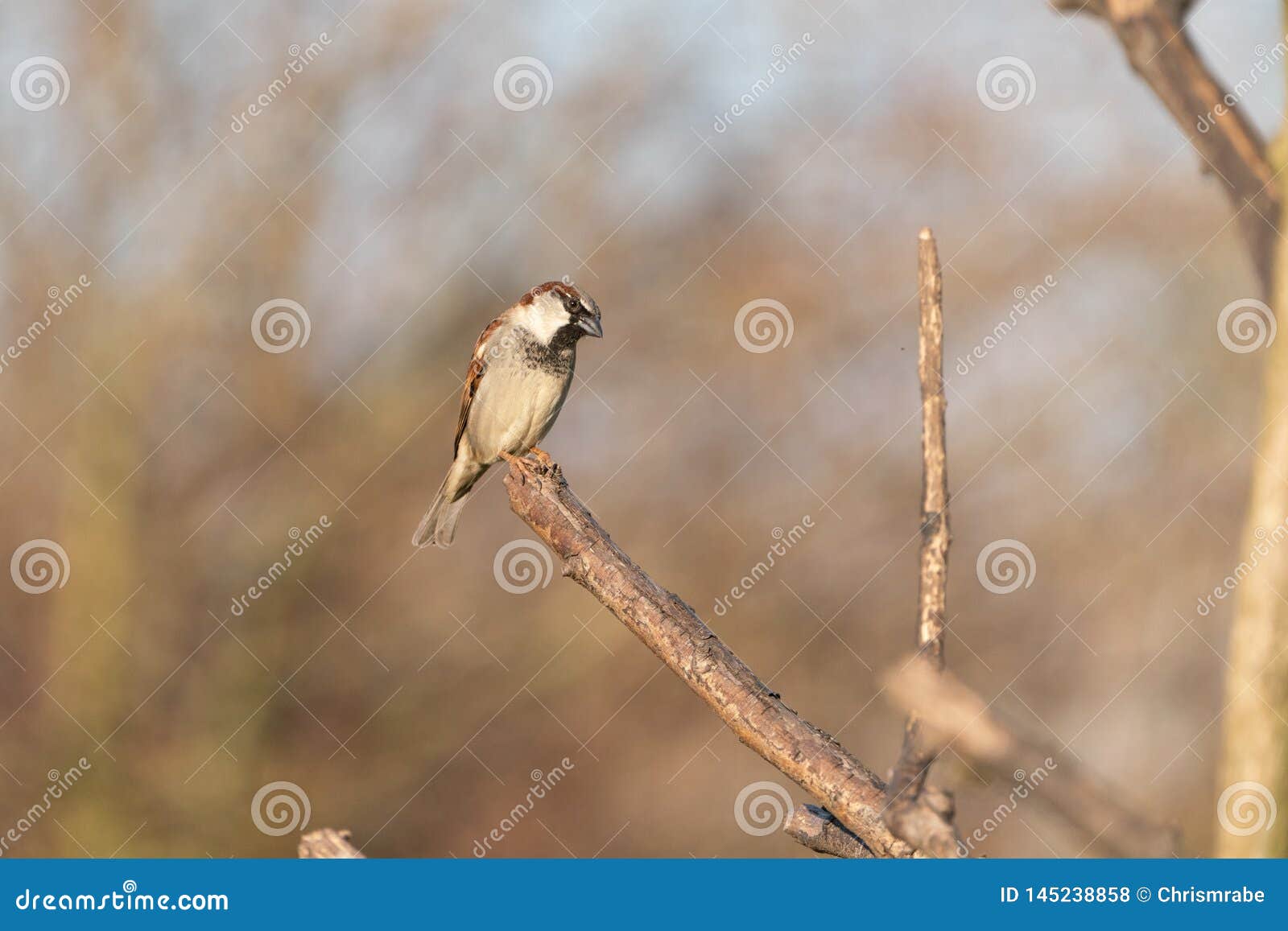 House Sparrow Passer Domesticus Stock Photo - Image of animals, passer ...