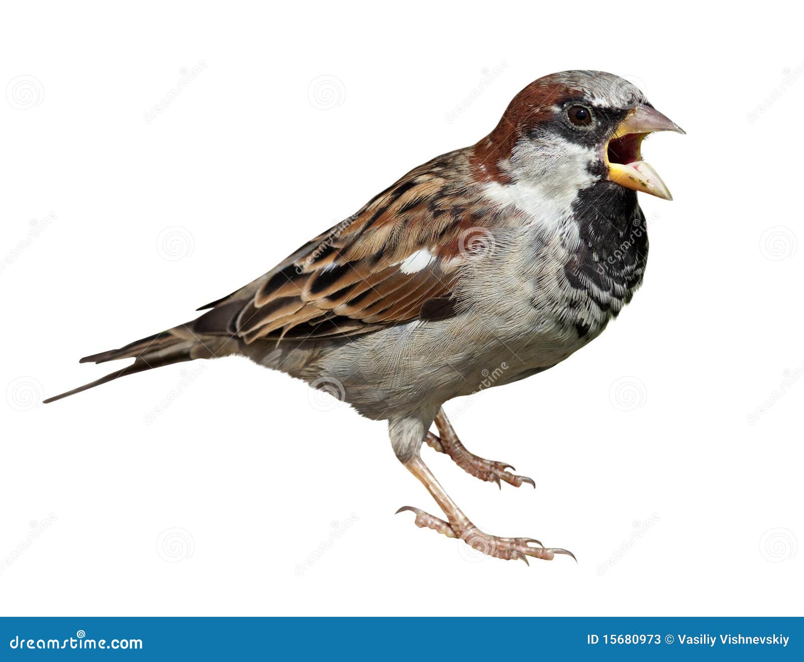 House Sparrow, Passer Domesticus Stock Image - Image of animal, house ...