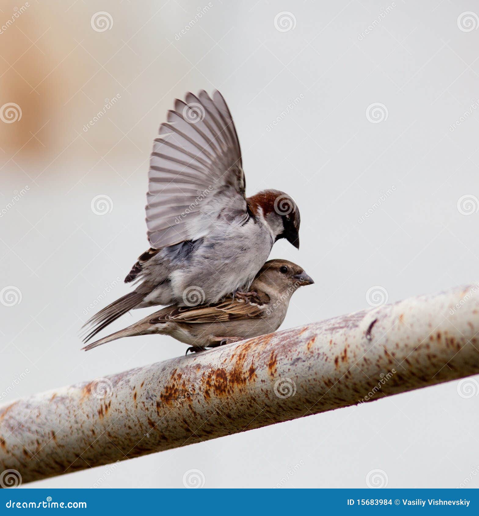House Sparrow, Passer Domesticus Stock Photo - Image of coupling ...