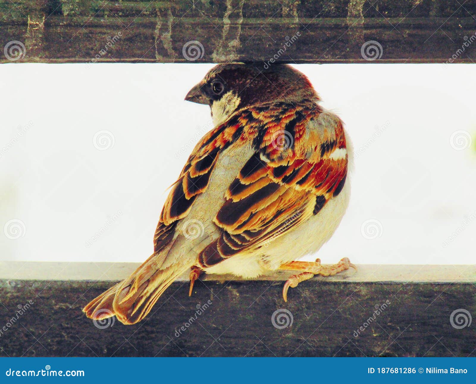Gauraiya Bird Photos - Free & Royalty-Free Stock Photos from Dreamstime Gauraiya Bird Photos - Free & Royalty-Free Stock Photos from Dreamstime