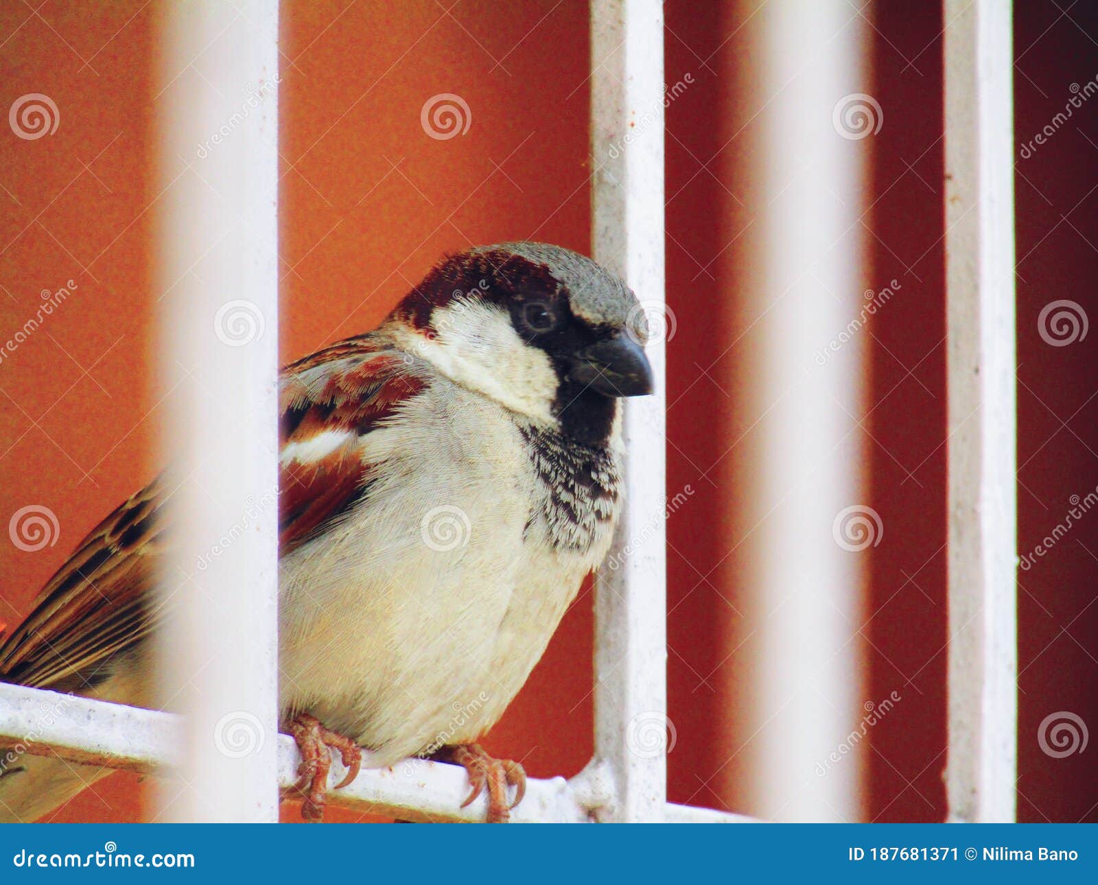Gauraiya Bird Stock Photos - Free & Royalty-Free Stock Photos from ... Gauraiya Bird Stock Photos - Free & Royalty-Free Stock Photos from ...