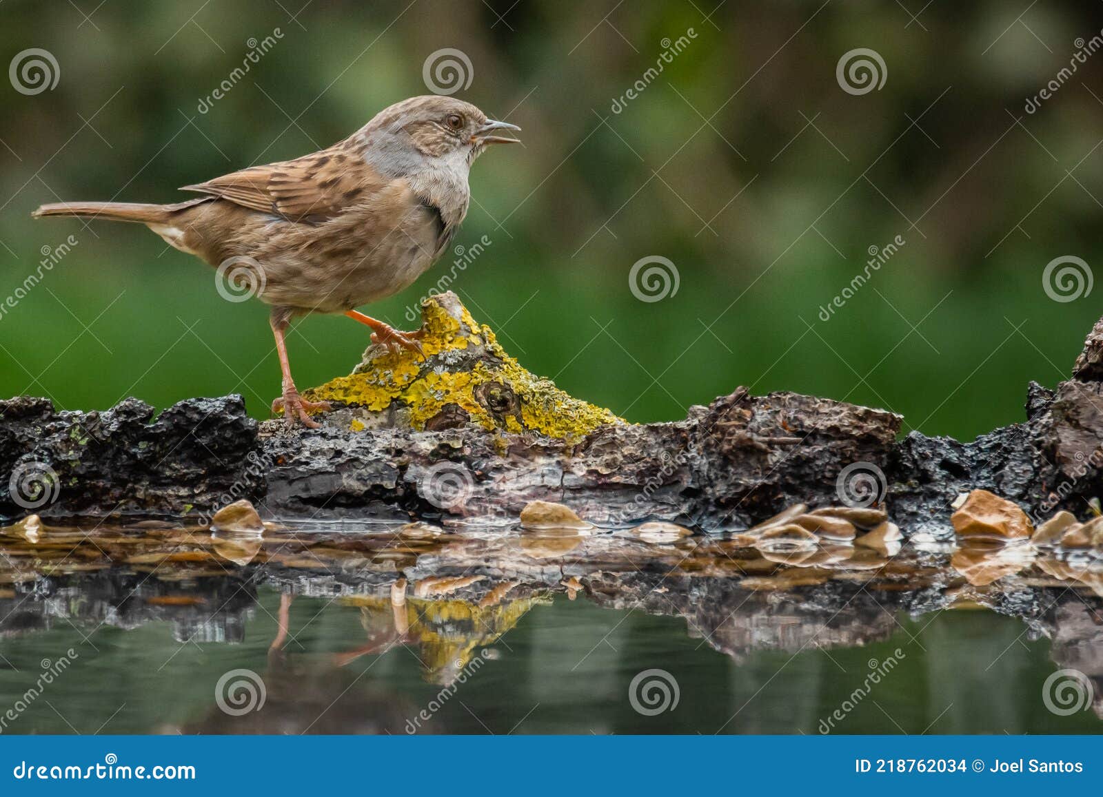 An House Sparrow Passer Domesticus in a Perch by the Water Stock Photo ...