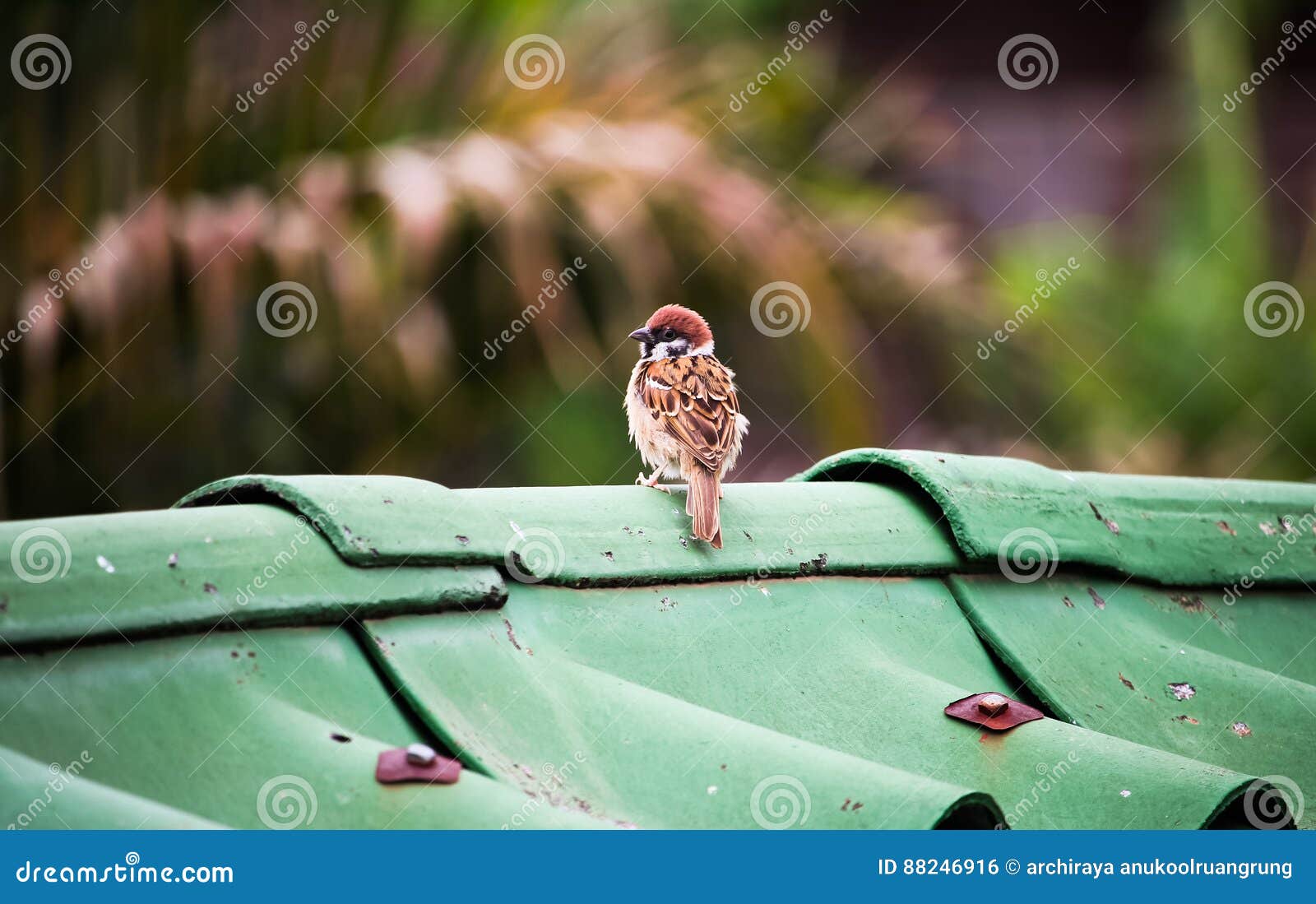 House Sparrow stock photo. Image of brown, songbird, bird - 88246916