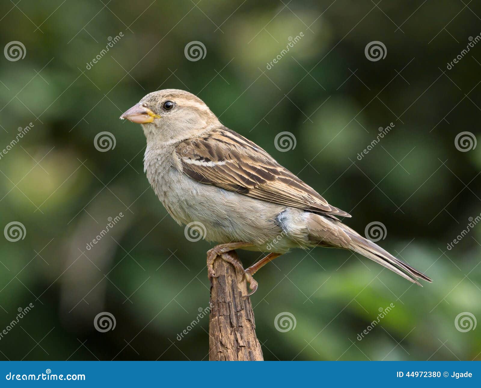 House Sparrow stock photo. Image of view, domesticus - 44972380