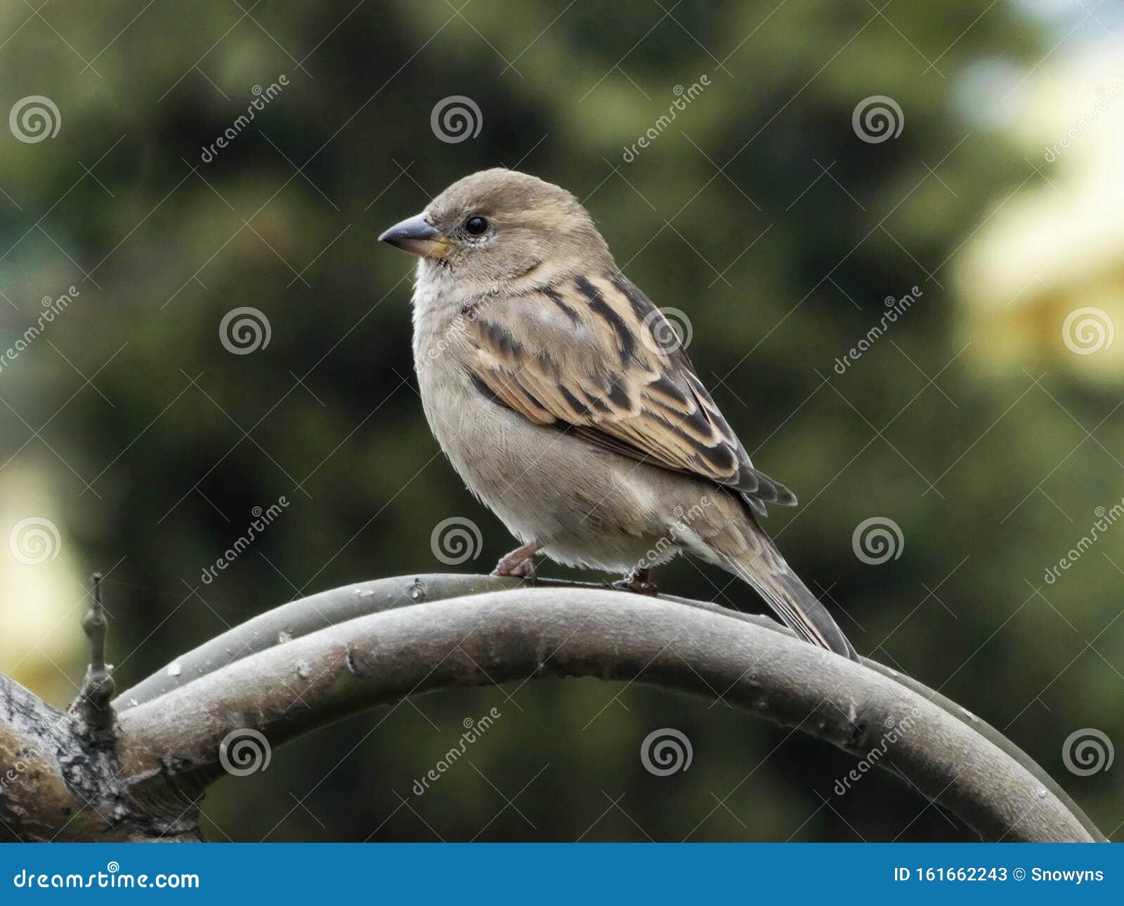The House Sparrow Sitting on the Branch Stock Image - Image of wild ...