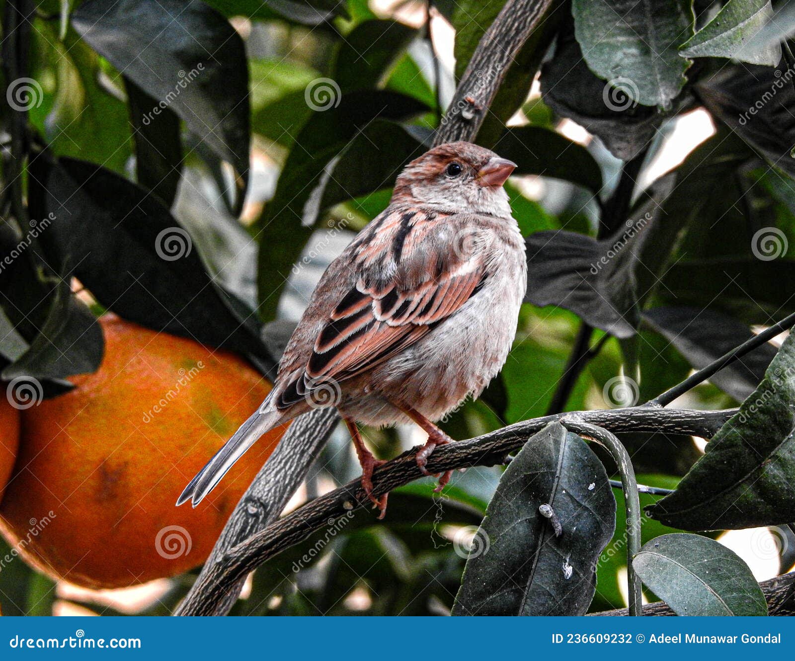 House Sparrow Sitting on Mango Tree Stock Photo - Image of isolated ...