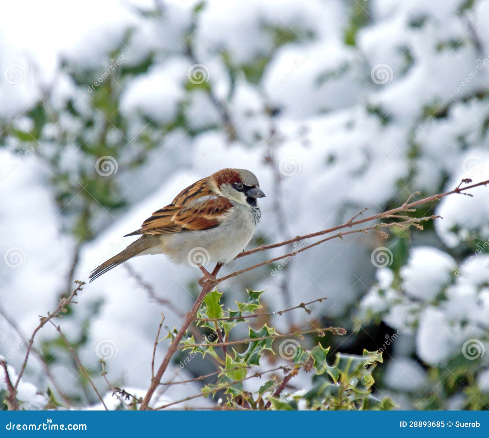 House Sparrow in Snow stock image. Image of wild, cold - 28893685