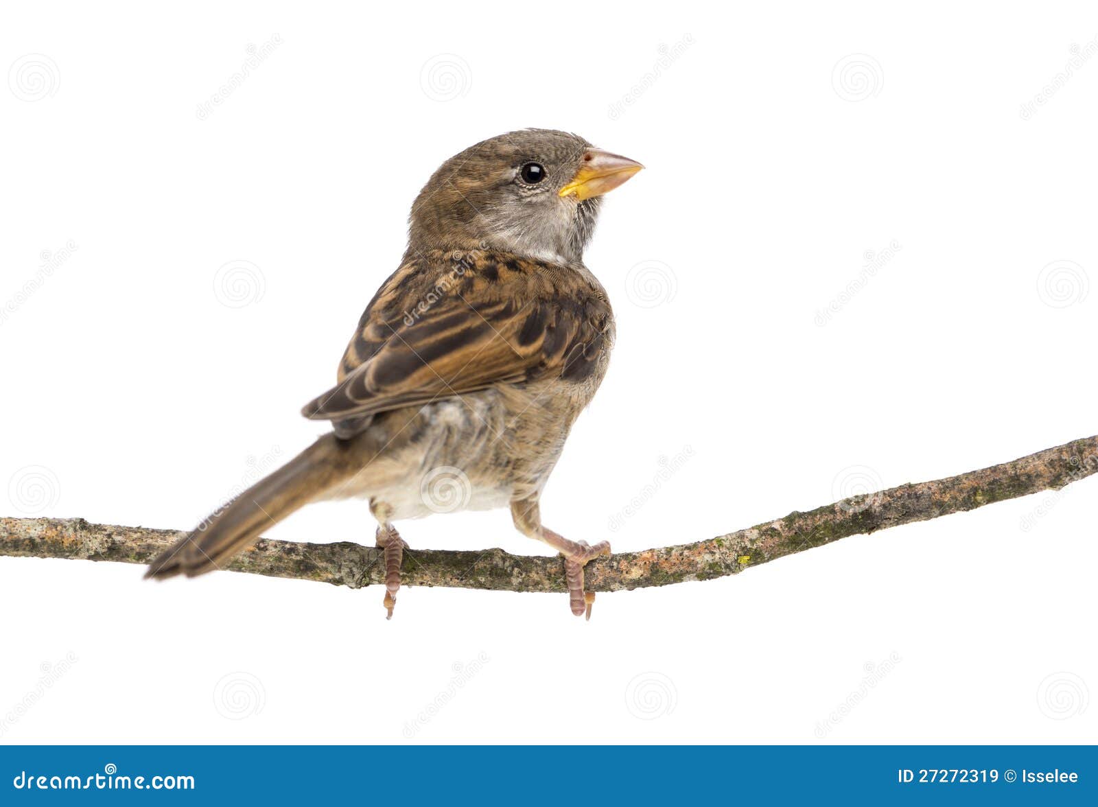 House Sparrow Standing on Branch Stock Image - Image of domesticus ...