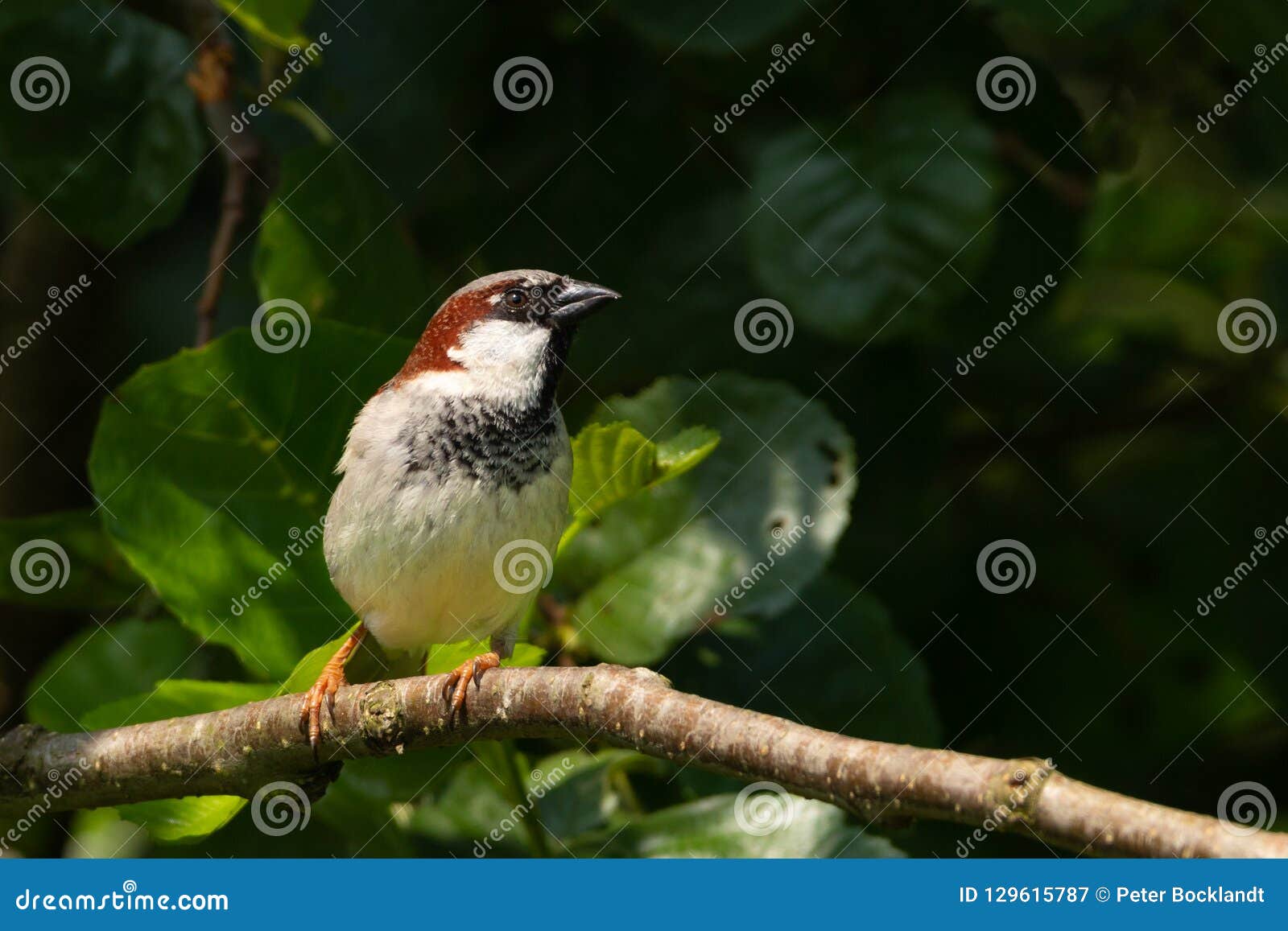 House sparrow in a tree stock image. Image of saturated - 129615787