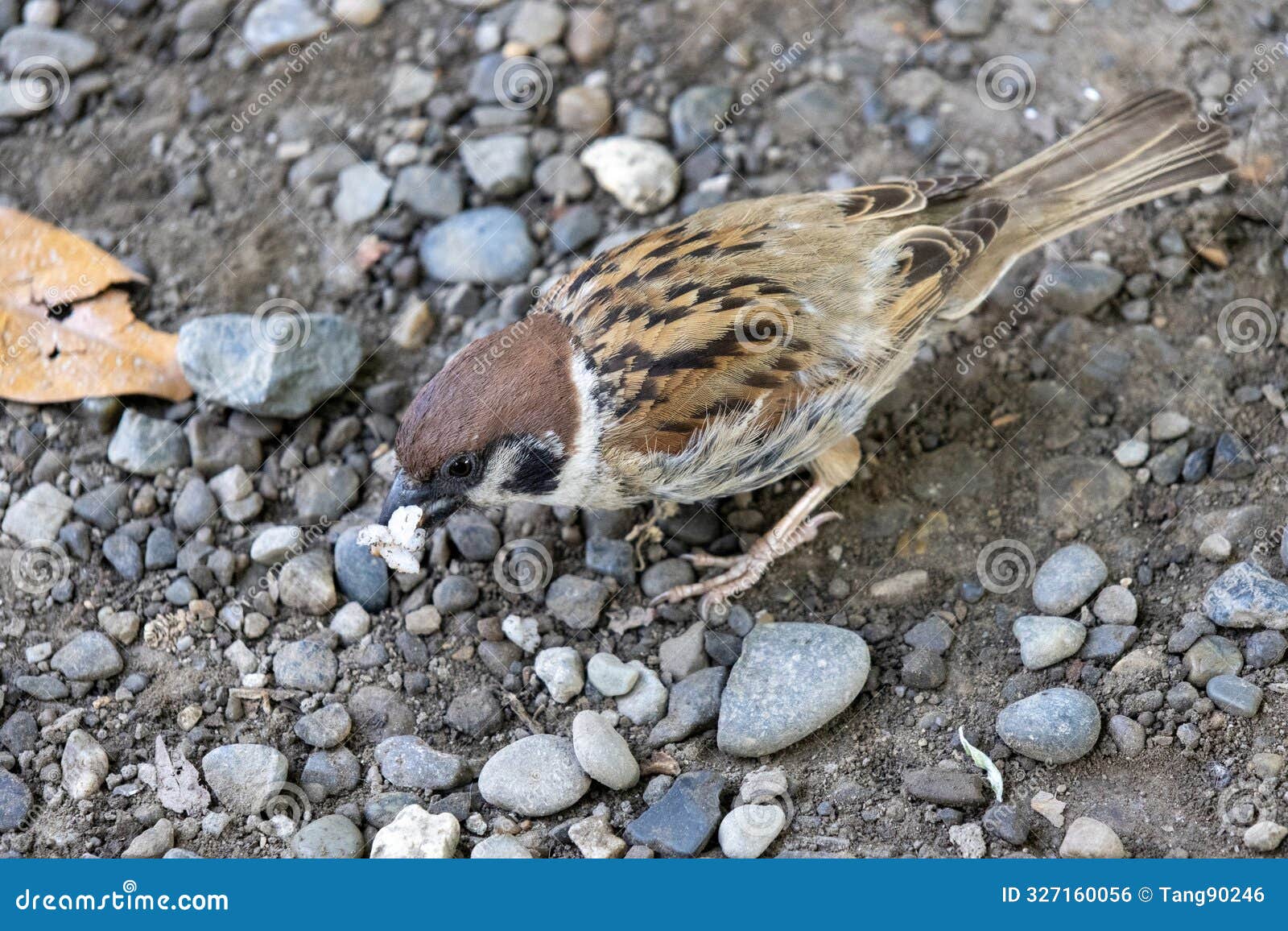 House Sparrow Stands on the Ground Stock Photo - Image of animal ...