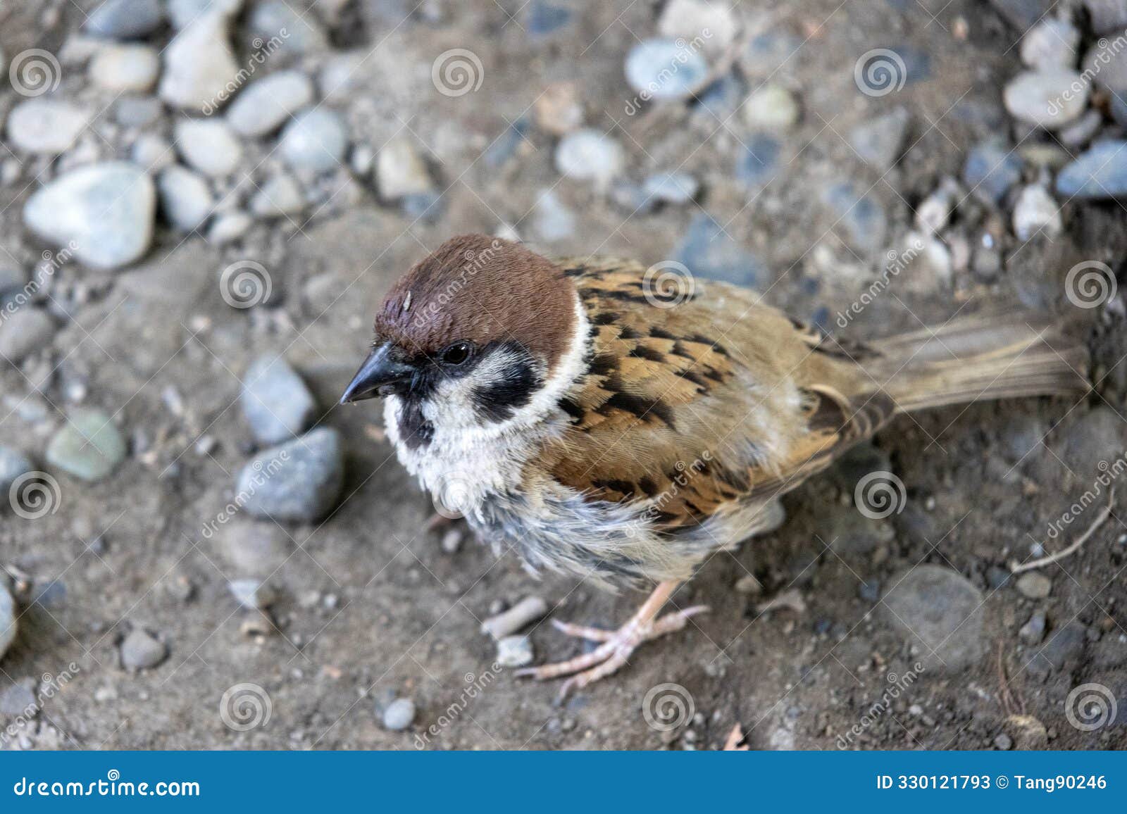 House Sparrow Stands on the Ground Editorial Stock Photo - Image of ...