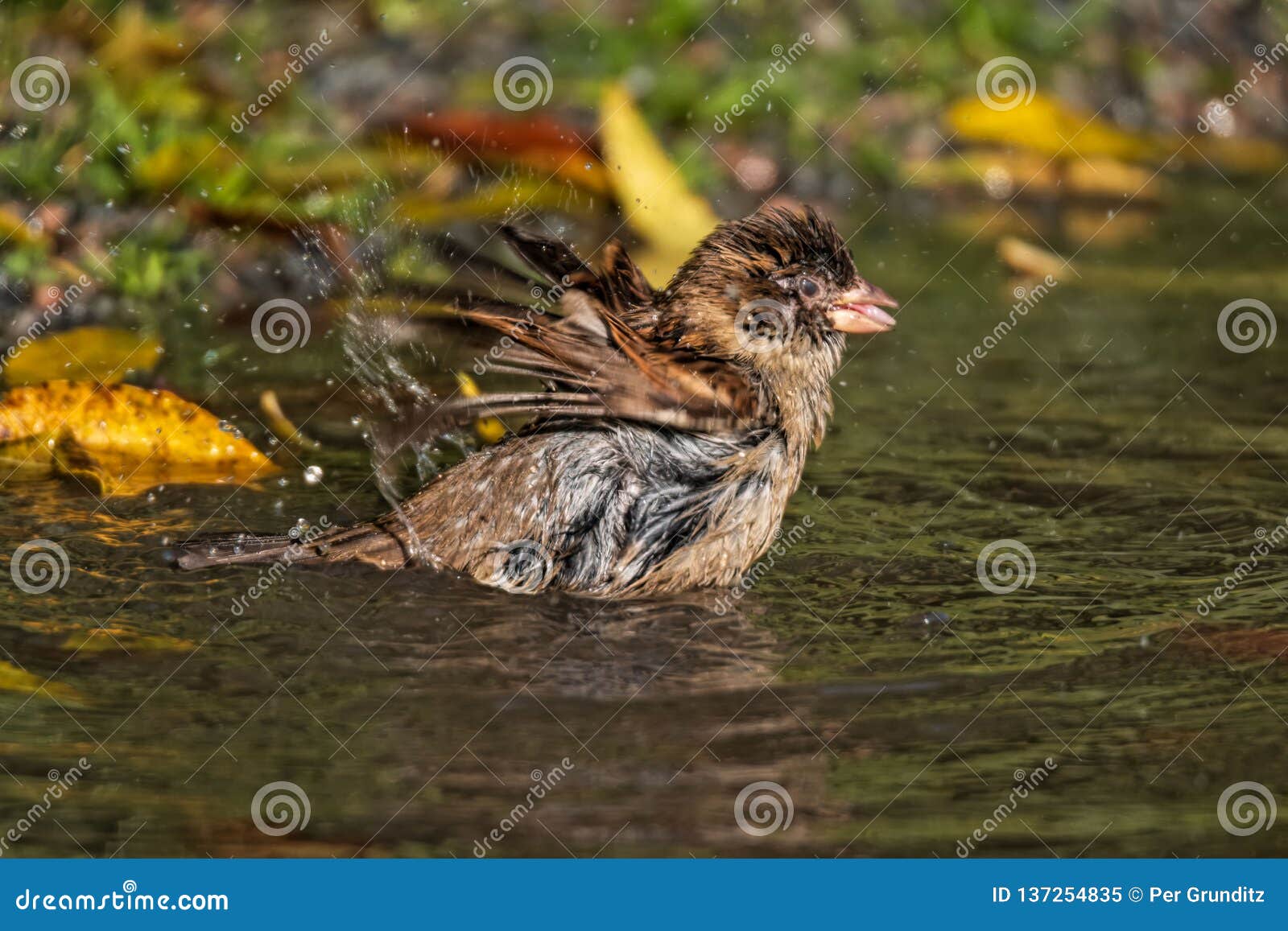 House Sparrow Taking a Bath in a Puddle of Rainwater Stock Image ...