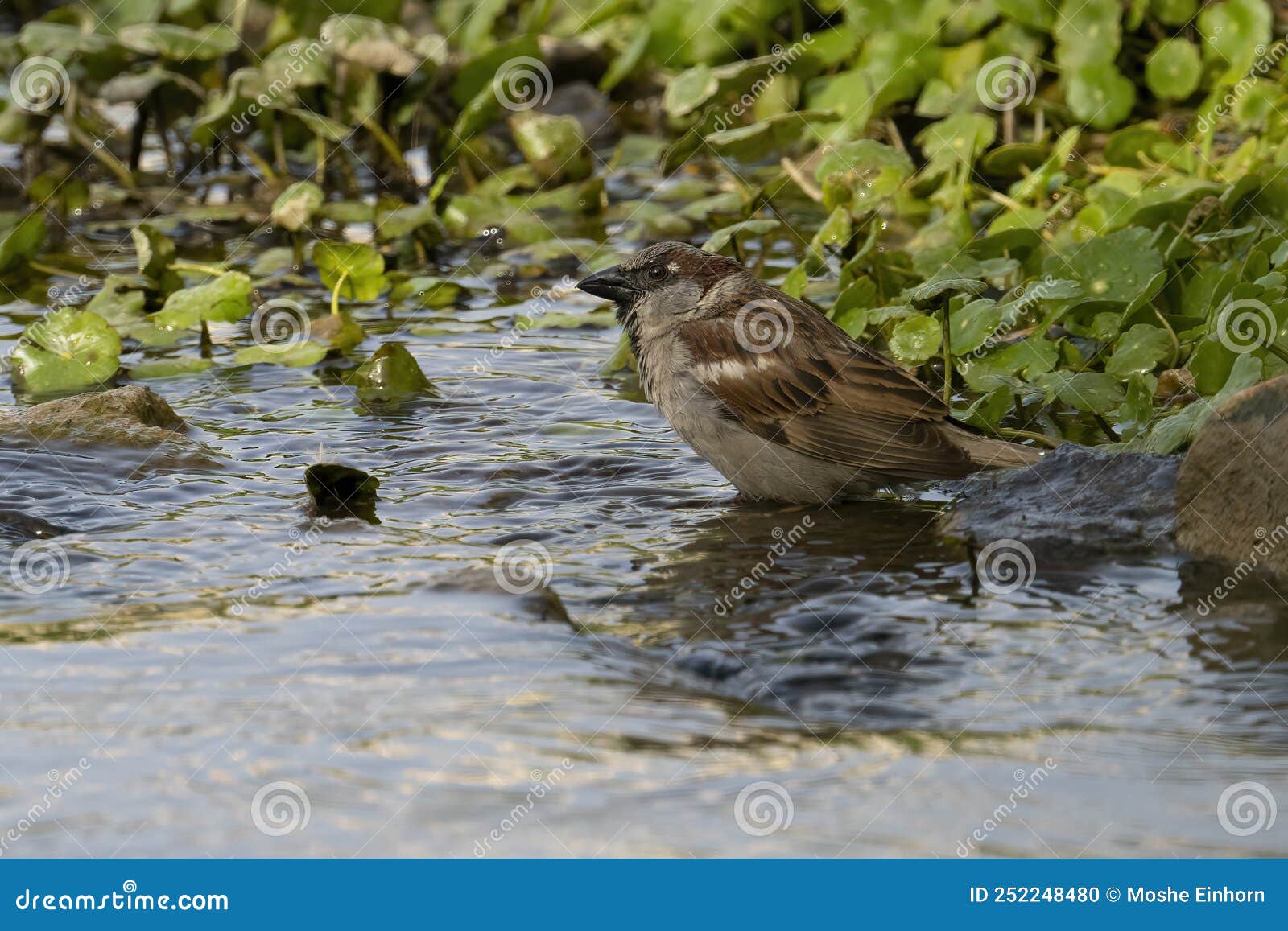 A House Sparrow Taking a Dip in a Stream Stock Photo - Image of stream ...