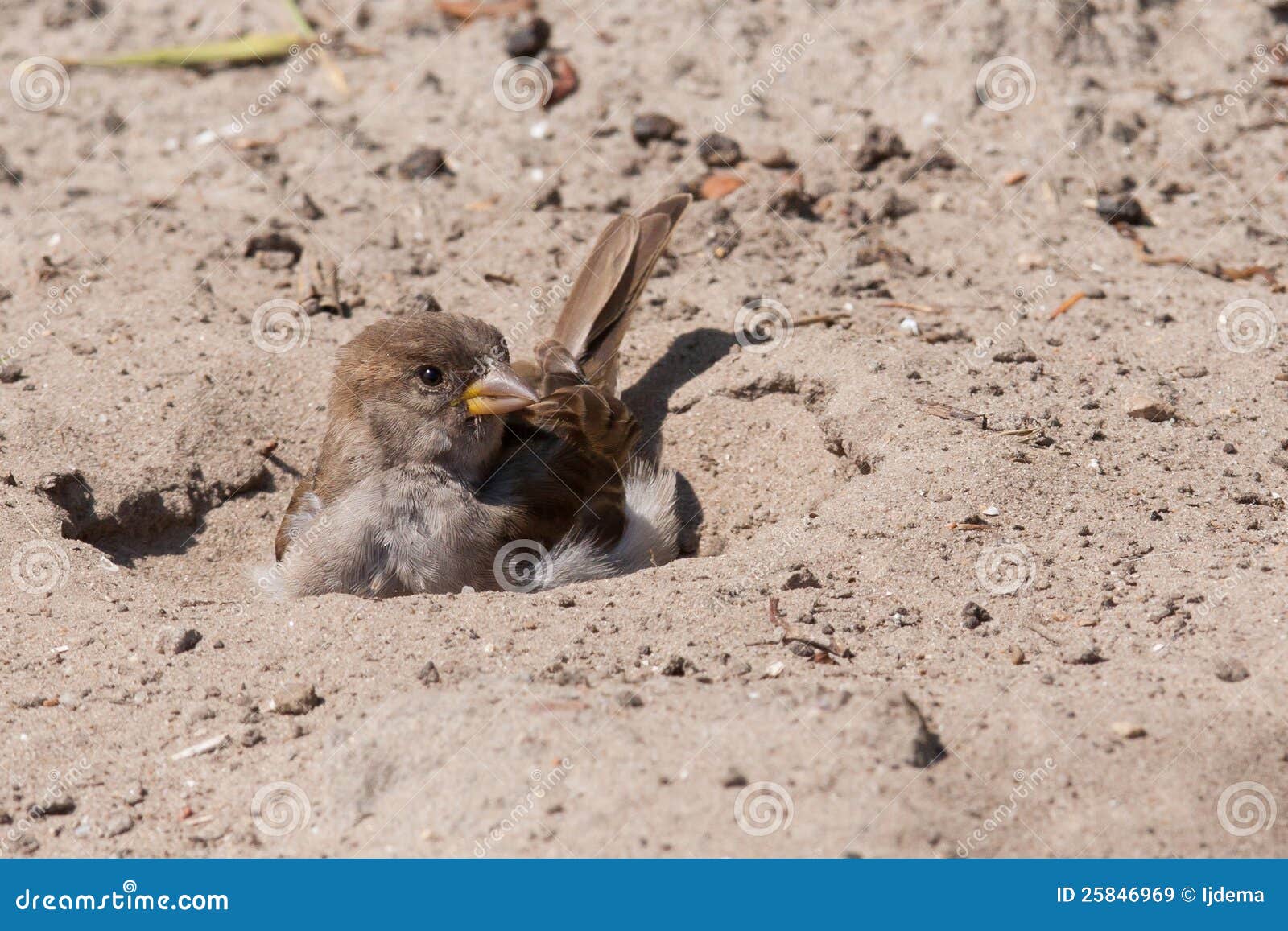 House Sparrow Taking a Sand Bath Stock Image - Image of house, birding ...