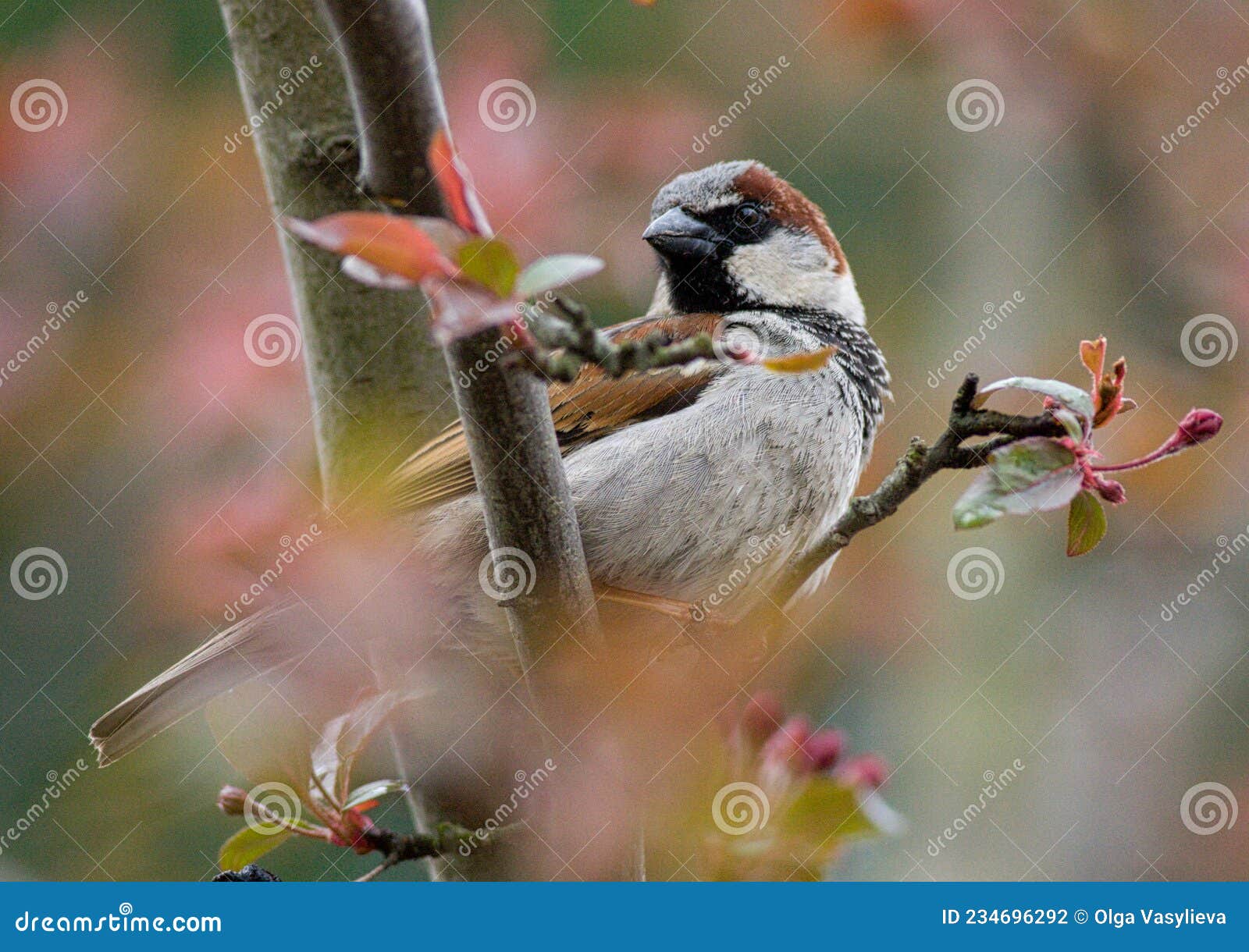 House sparrow and a tree stock photo. Image of small - 234696292