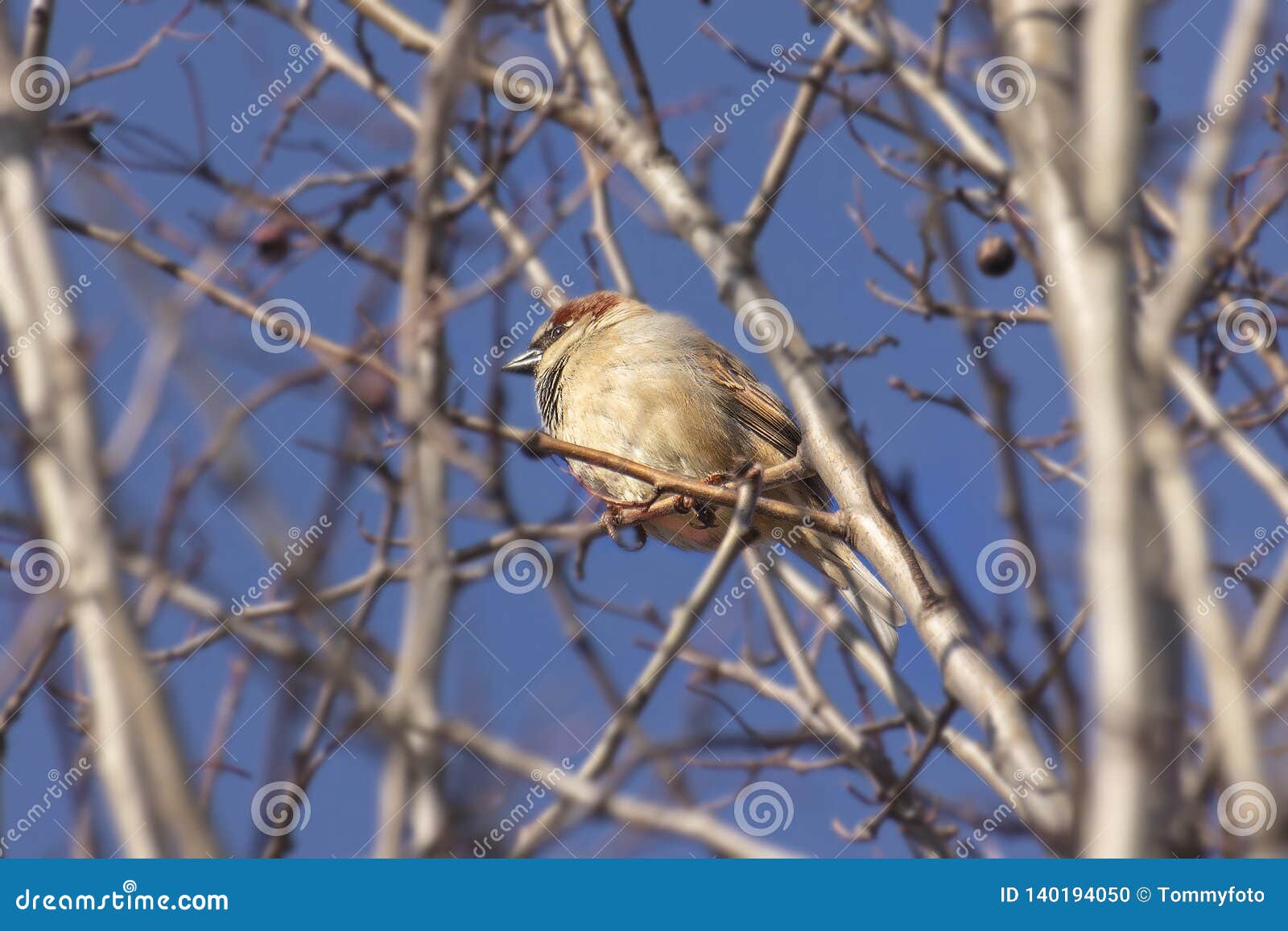 House sparrow in the tree stock photo. Image of wildlife - 140194050