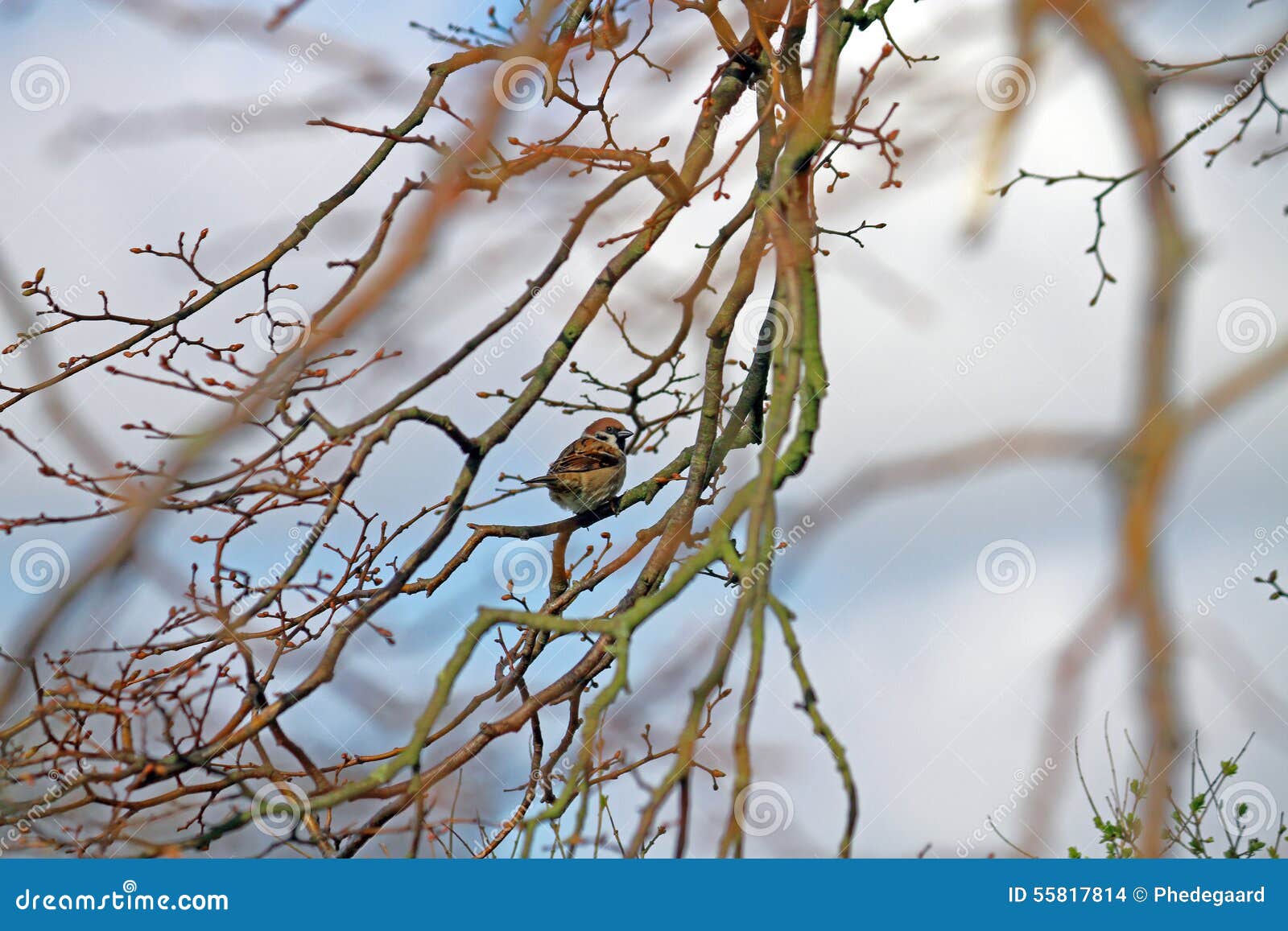 House Sparrow in tree stock photo. Image of natur, sparrow - 55817814