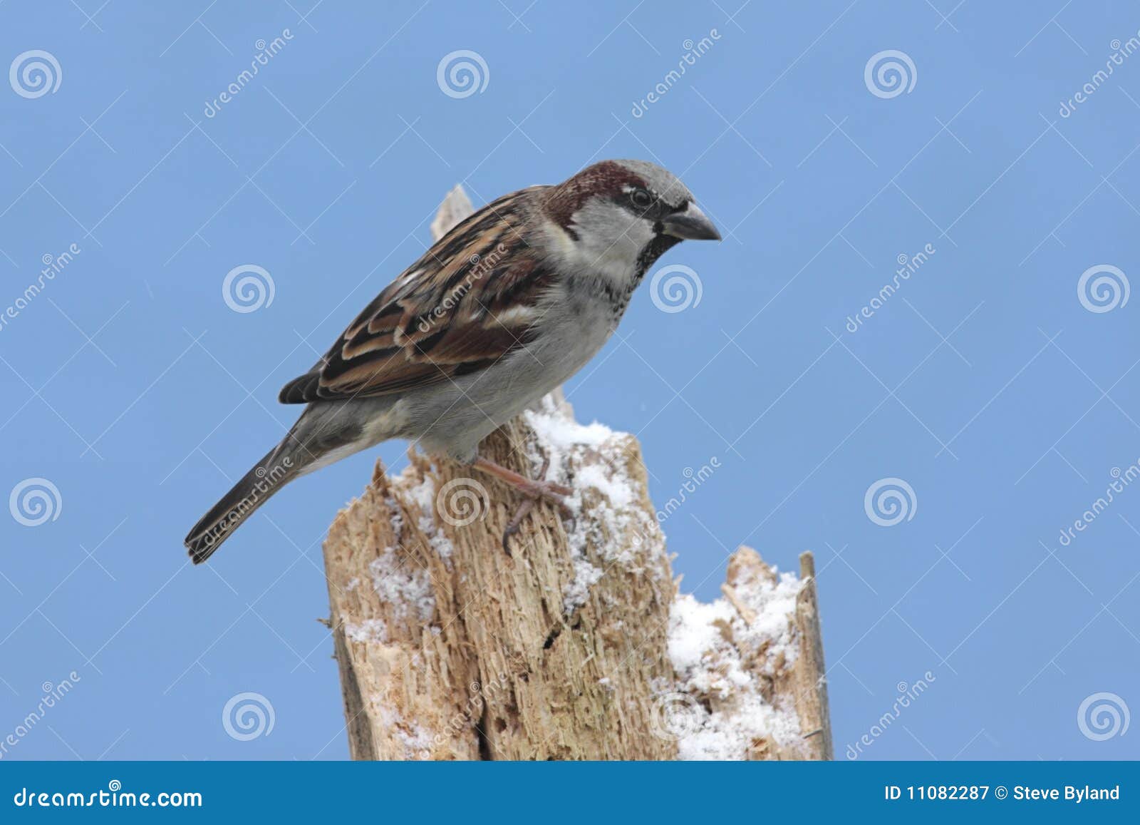 House Sparrow in Winter stock image. Image of feathers - 11082287