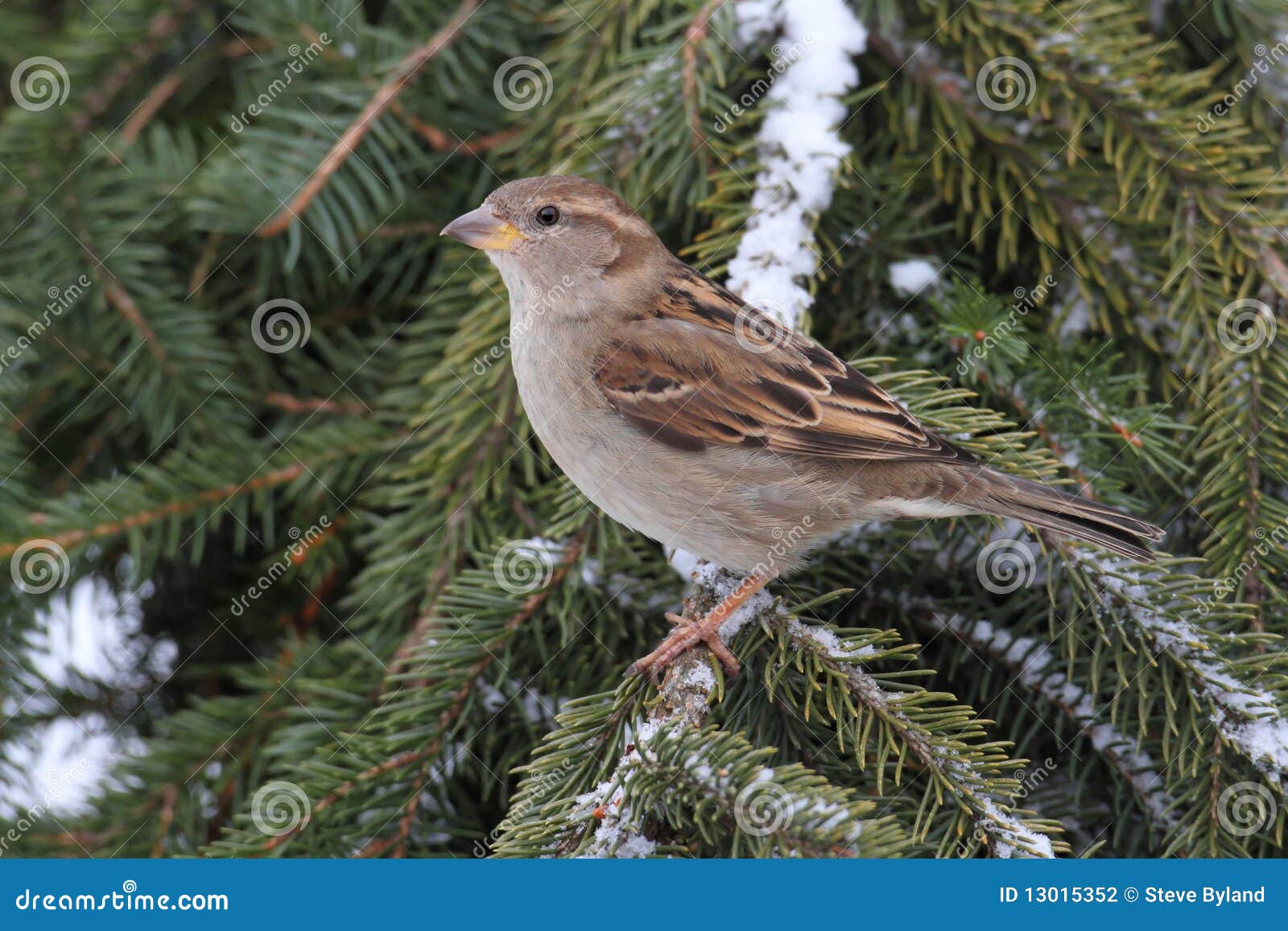 House Sparrow in Winter stock photo. Image of nature - 13015352