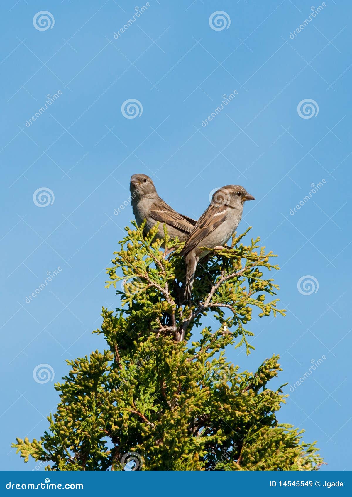 House Sparrows stock image. Image of house, sparrow, feather - 14545549