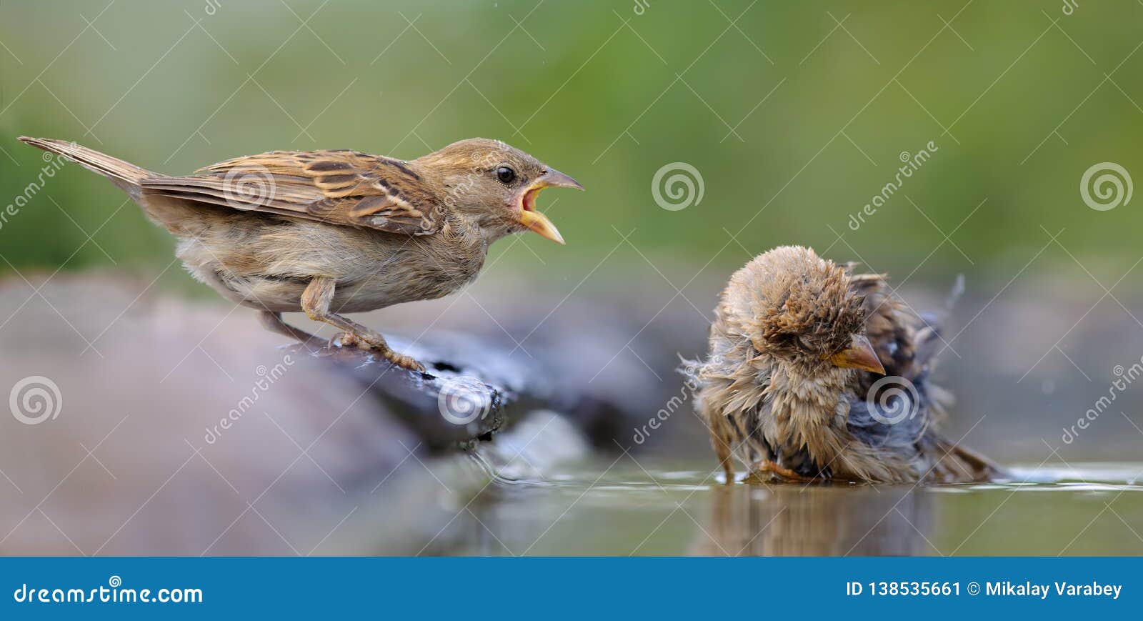 House Sparrows Angry Clash in Water Pond Stock Image - Image of charge ...