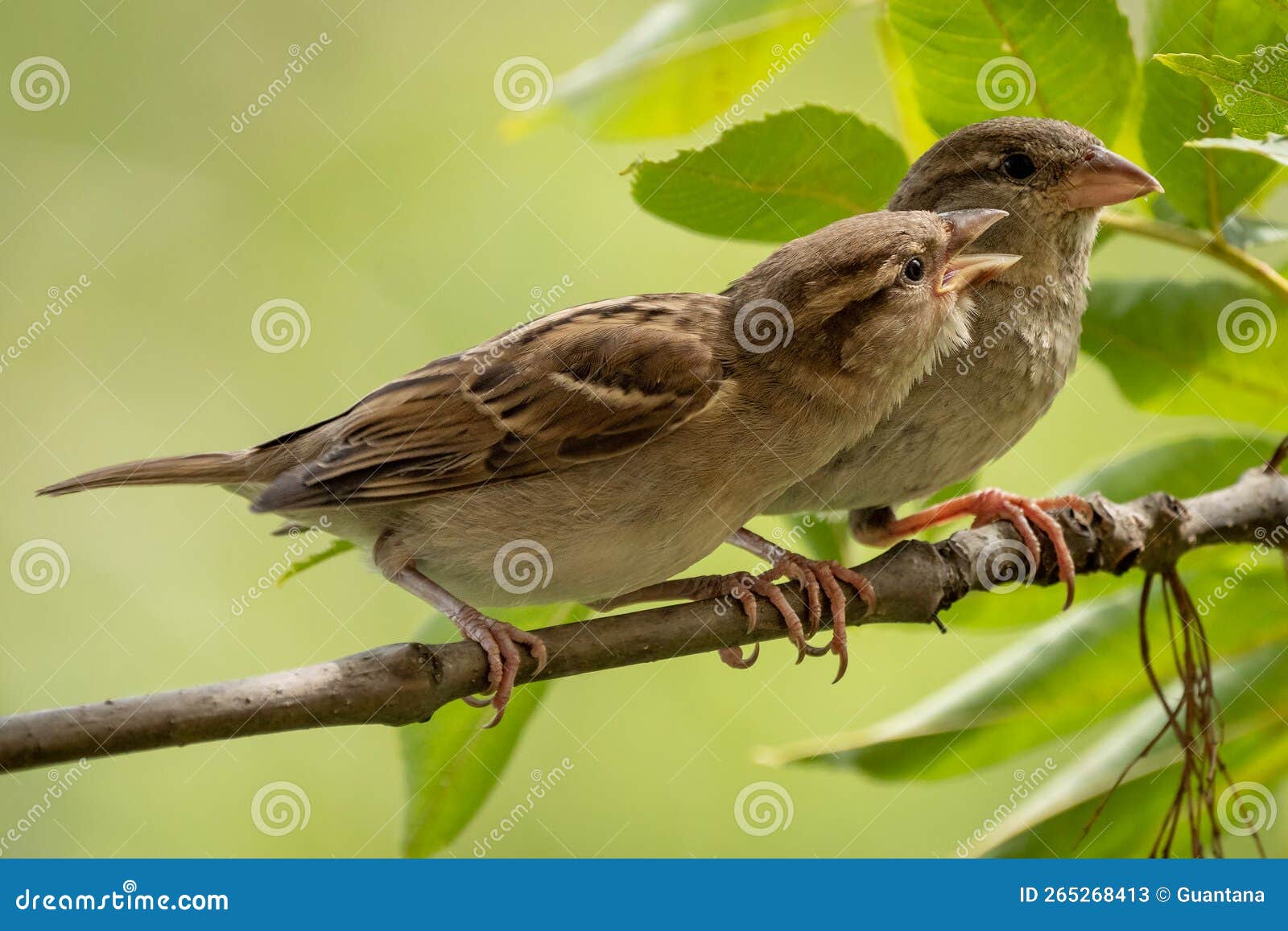 Two House Sparrows stock image. Image of outdoor, natural - 265268413