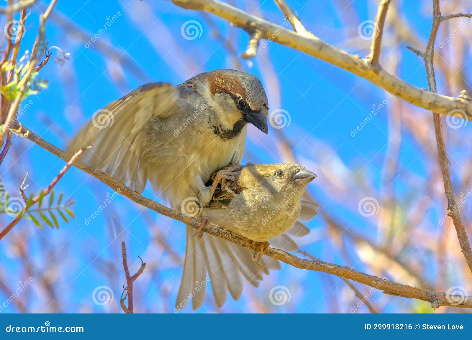 House Sparrows Mating High in a Tree Stock Photo - Image of zoology ...