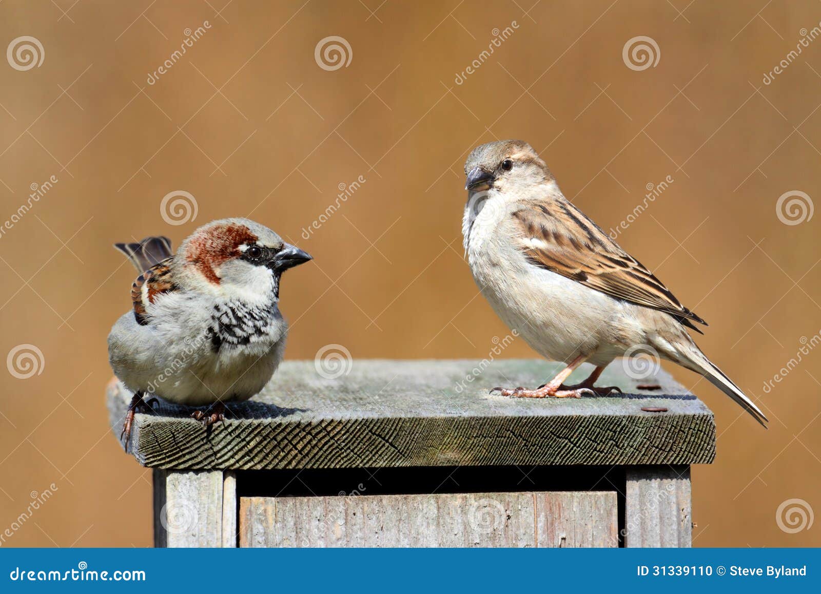 House Sparrows (Passer Domesticus) Stock Photo - Image of mates, passer ...