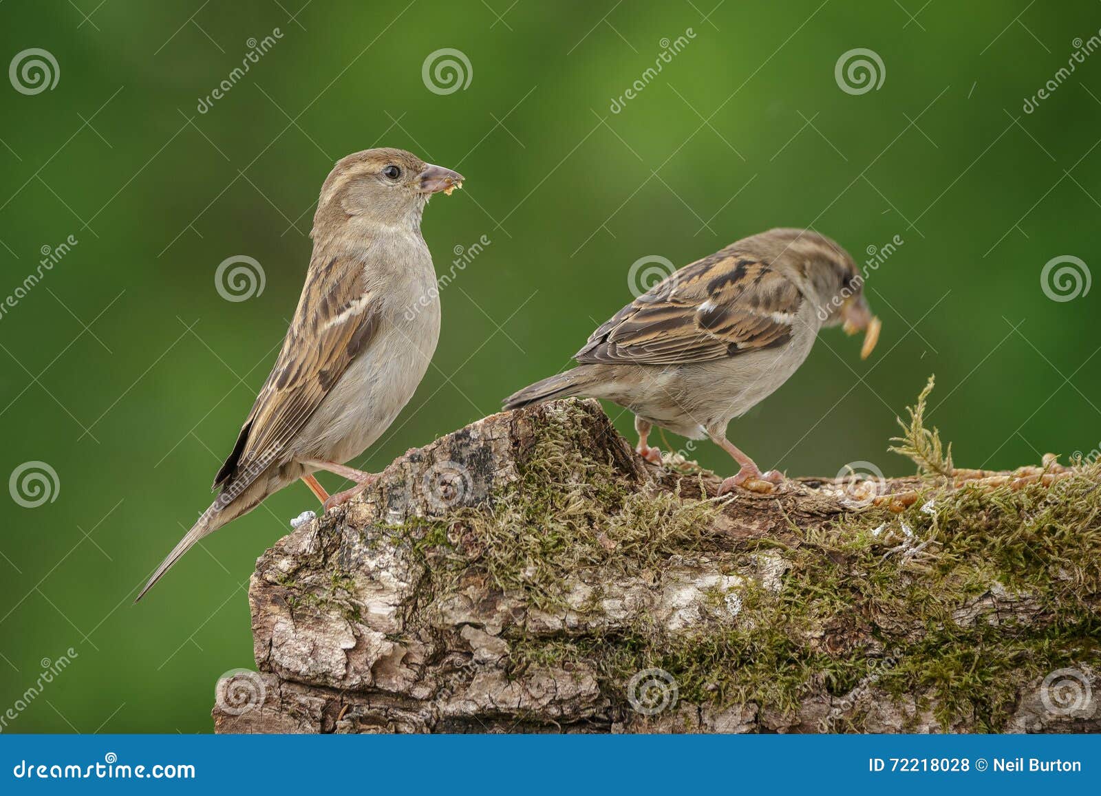 House sparrows stock photo. Image of domesticus, outdoors - 72218028