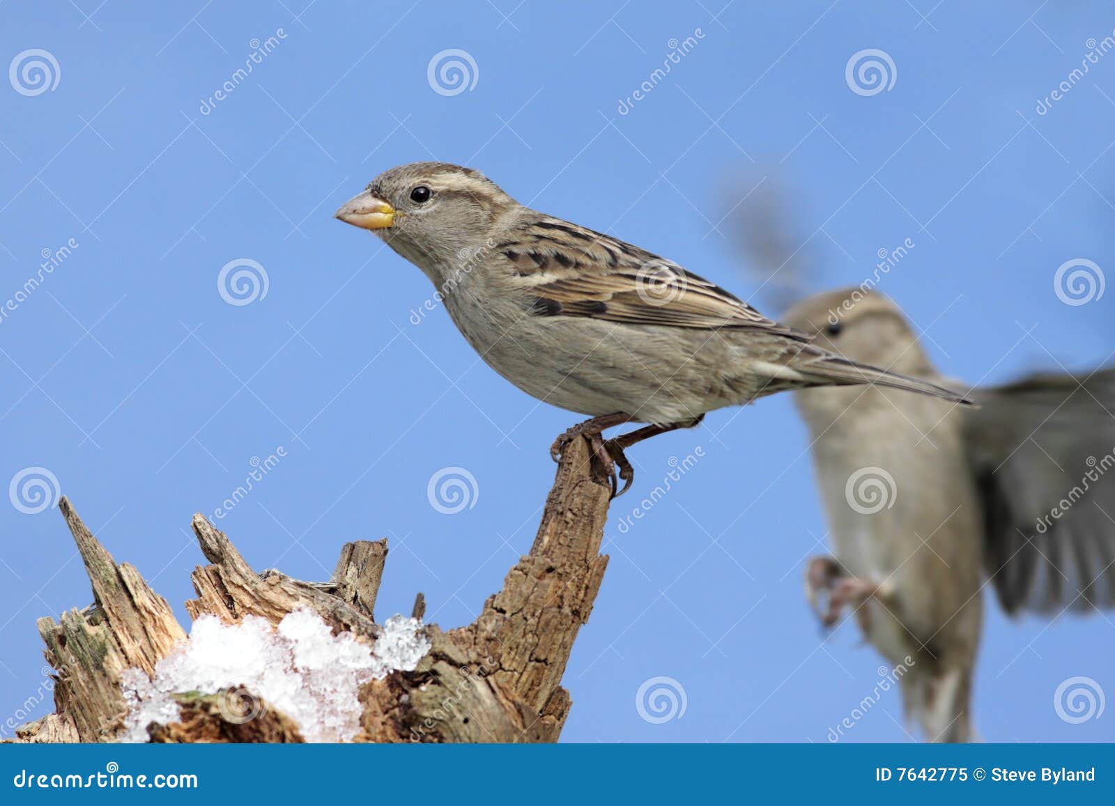 House Sparrows in Winter stock image. Image of house, cold - 7642775