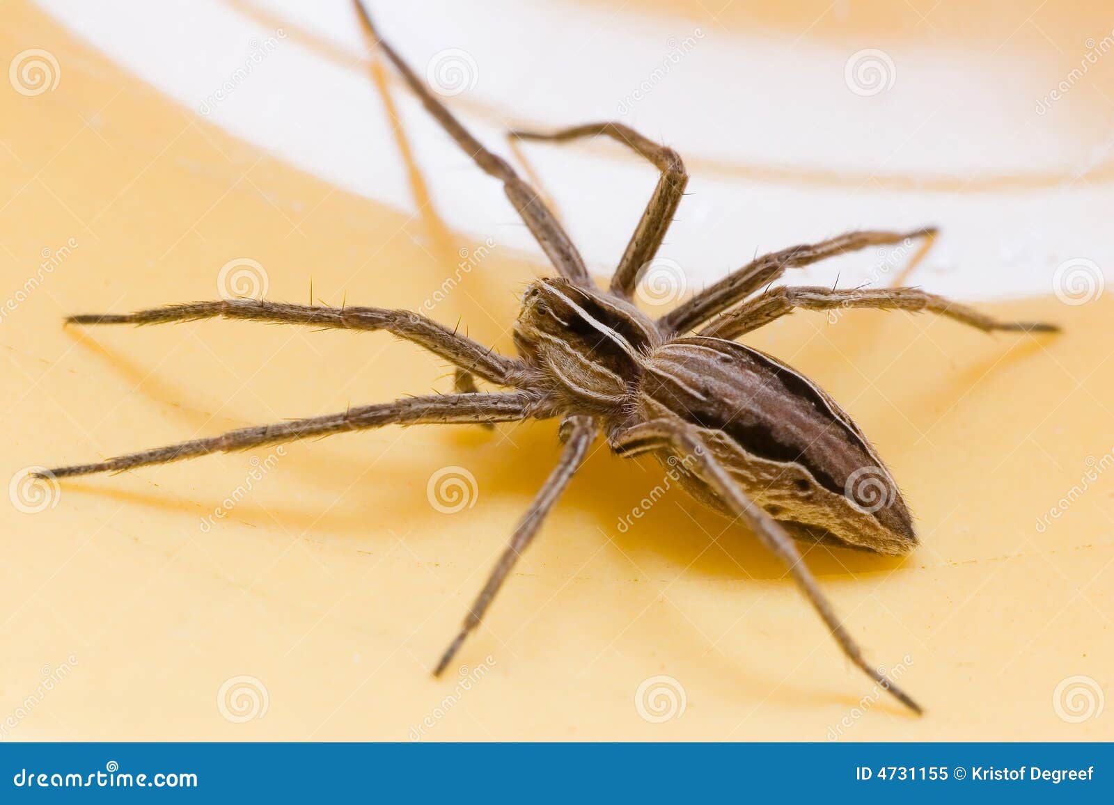 House spider stock image. Image of eyes, stare, fear, legs - 4731155